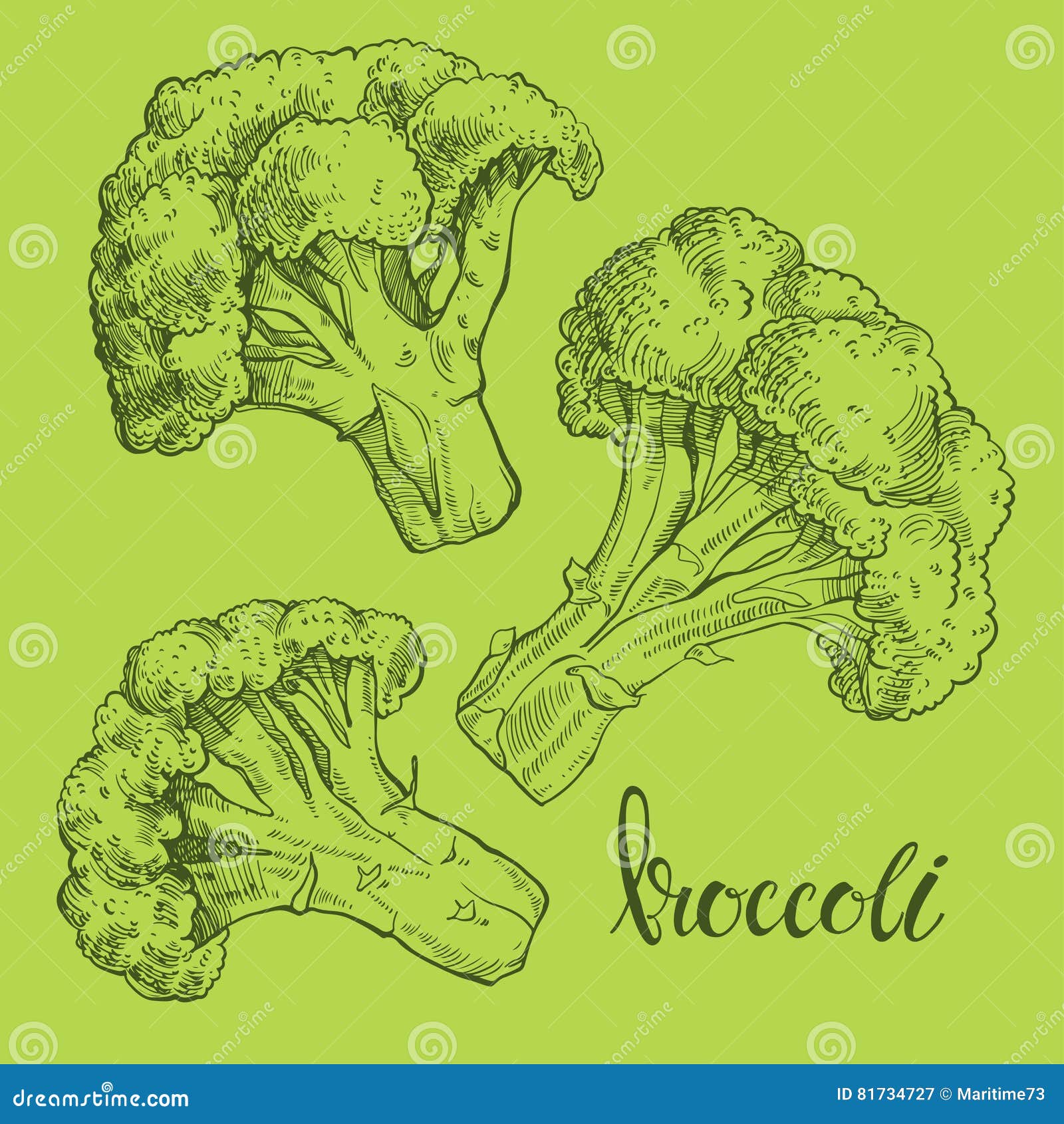 Broccoli. Vector Illustration, Sketch on a Green Background. Hand-drawn ...