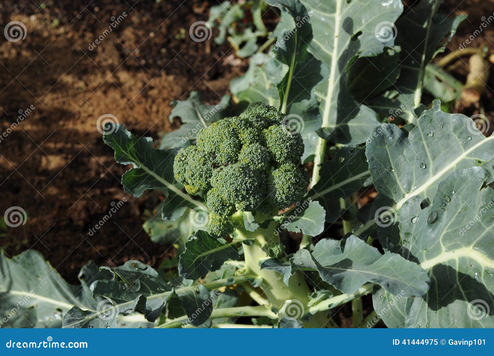 Broccoli vegetable stock image. Image of grow, environment - 41444975