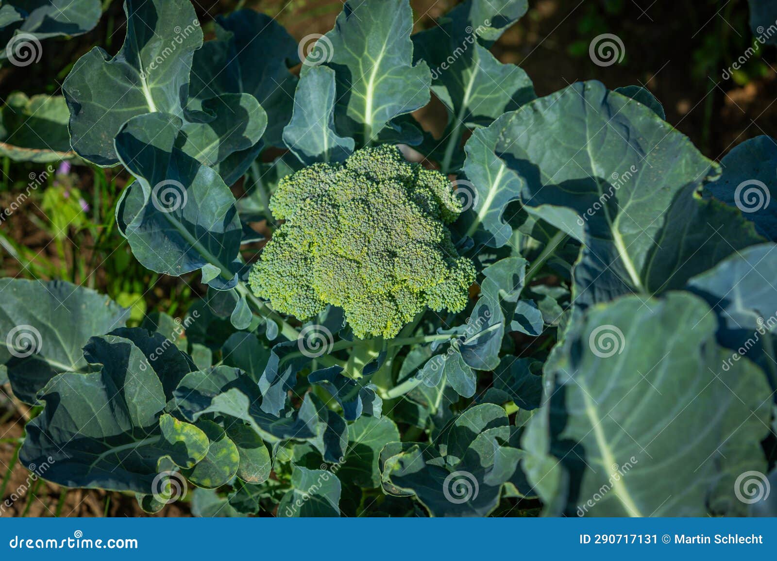 Broccoli Vegetable Growing on the Field Stock Image - Image of field ...