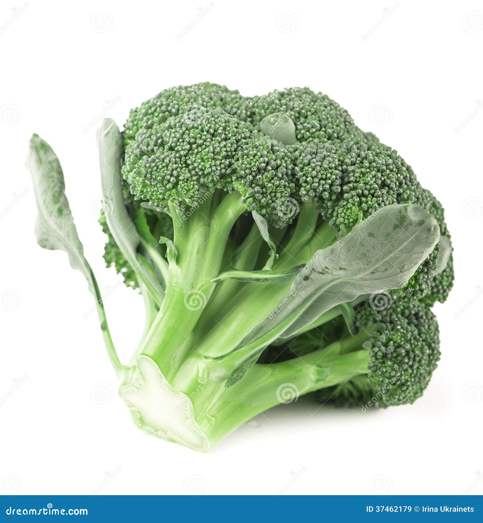 Broccoli vegetable stock image. Image of fresh, healthy - 37462179
