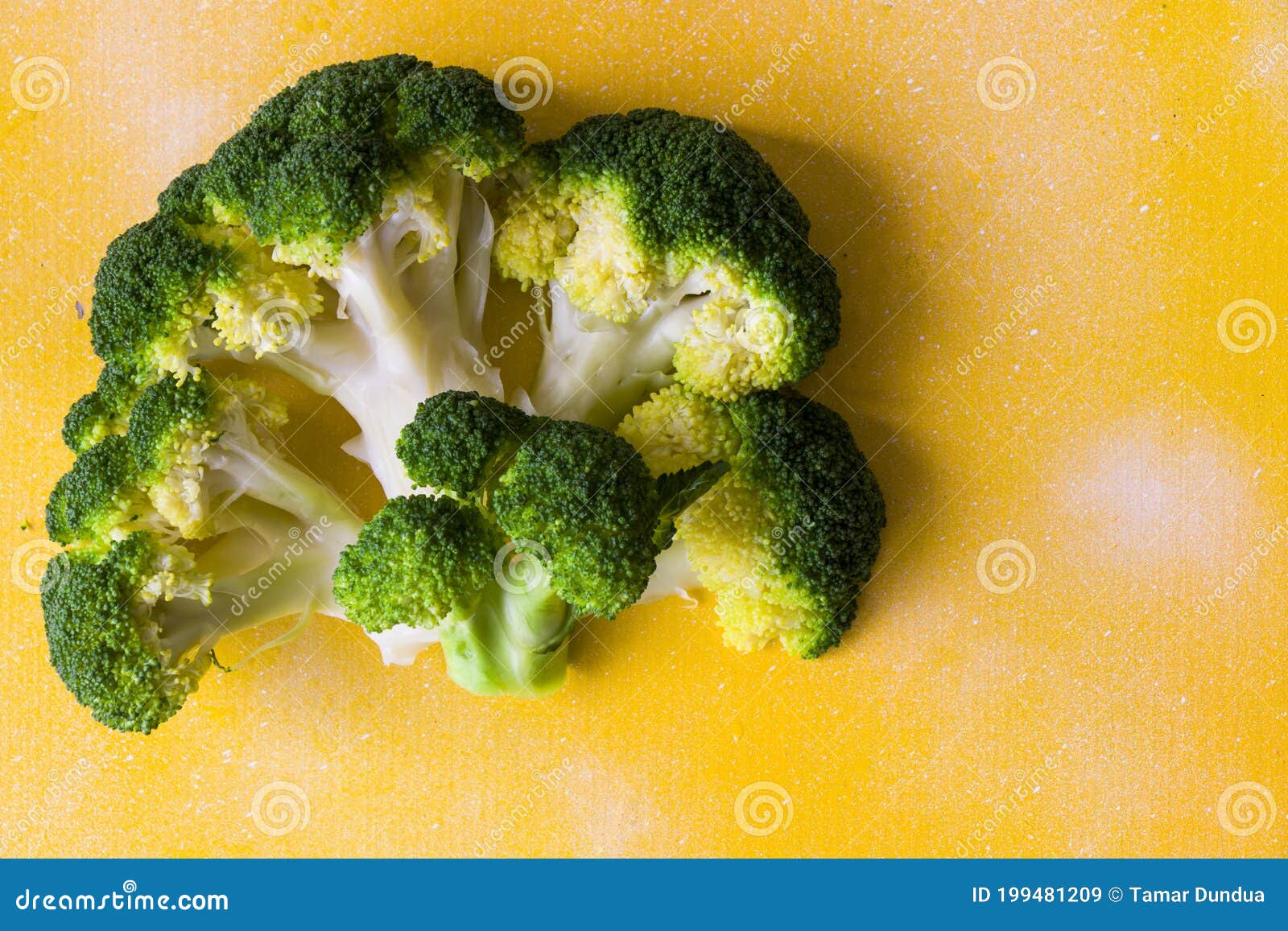 Broccoli Vegetable Like a Tree, Broccoli Forests on the Background ...