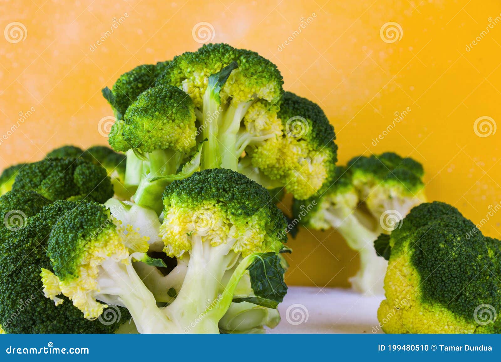 Broccoli Vegetable Like a Tree, Broccoli Forests on the Yellow ...