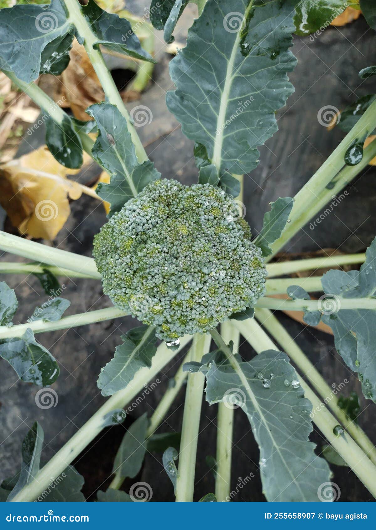 Broccoli Vegetables in the Plantation, Very Fresh Stock Image - Image ...