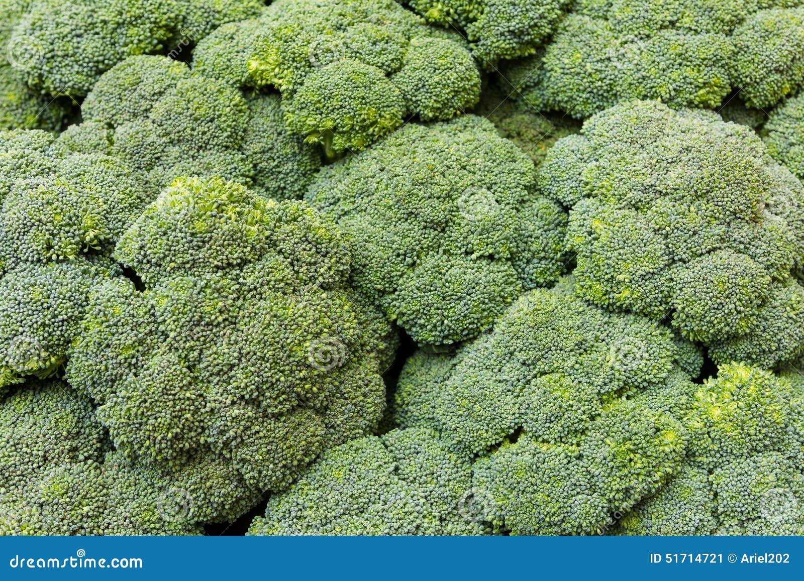Broccoli wall stock image. Image of branch, israel, lifestyle - 51714721
