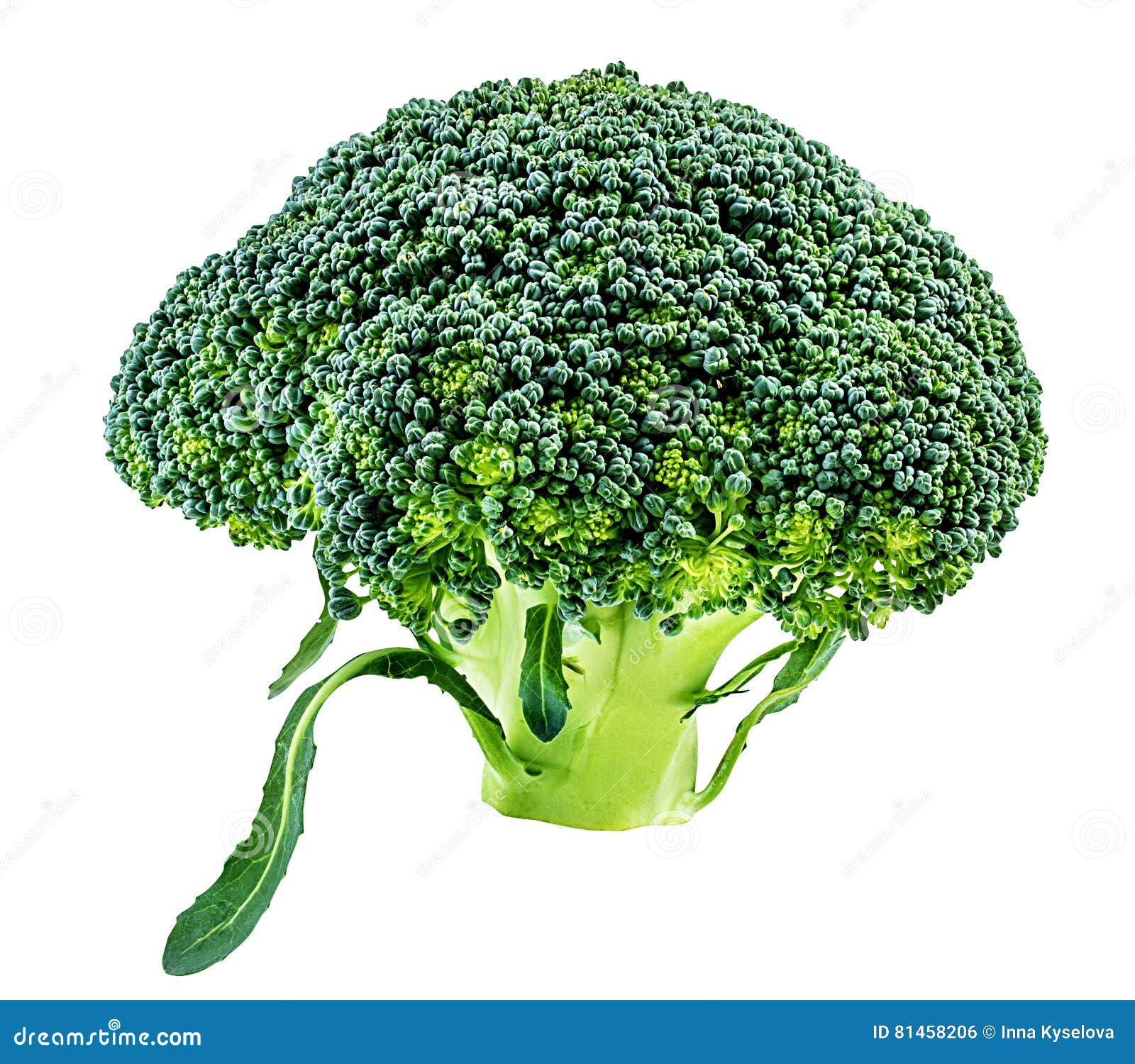 Broccoli on a white stock photo. Image of broccolli, healthy - 81458206