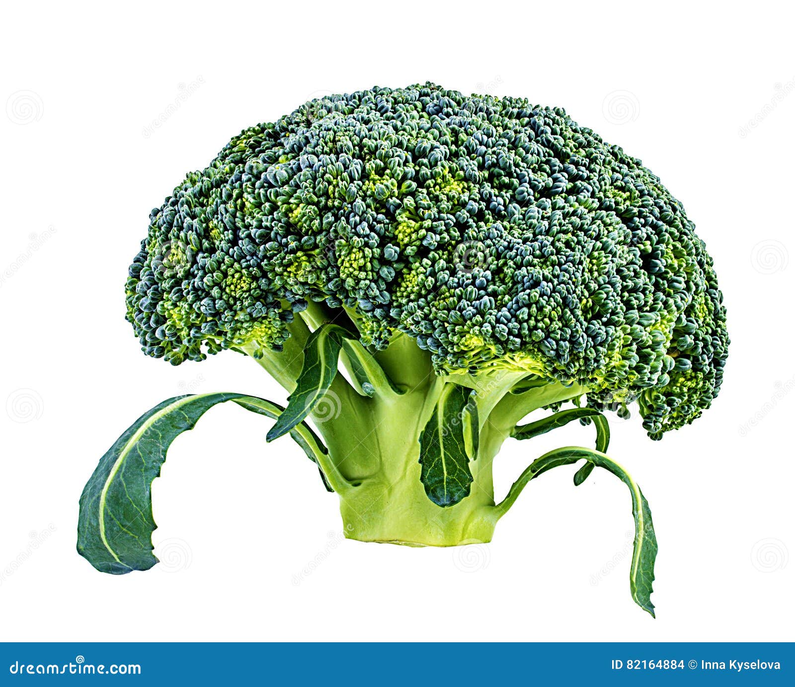 Broccoli on a white stock photo. Image of vegetarian - 82164884