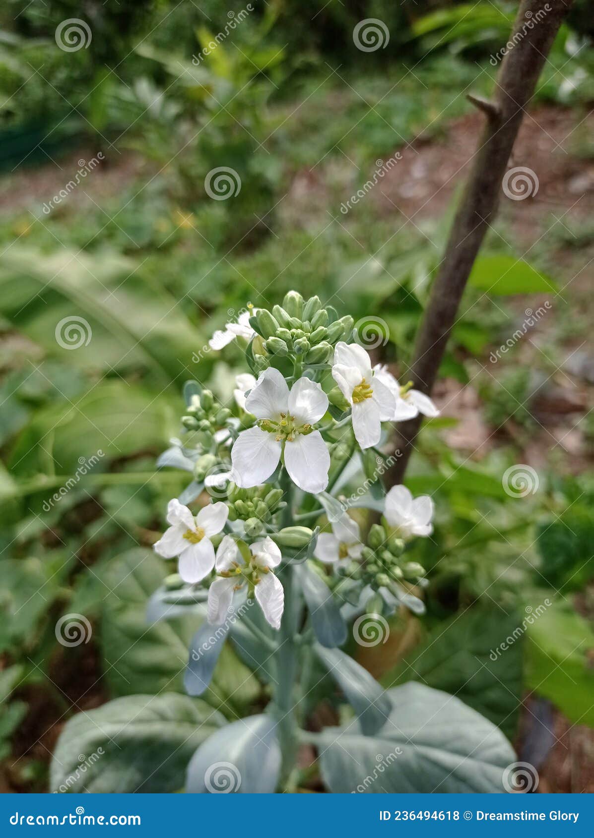 Broccoli White Flowers Blooming Stock Photo - Image of broccoli, green ...