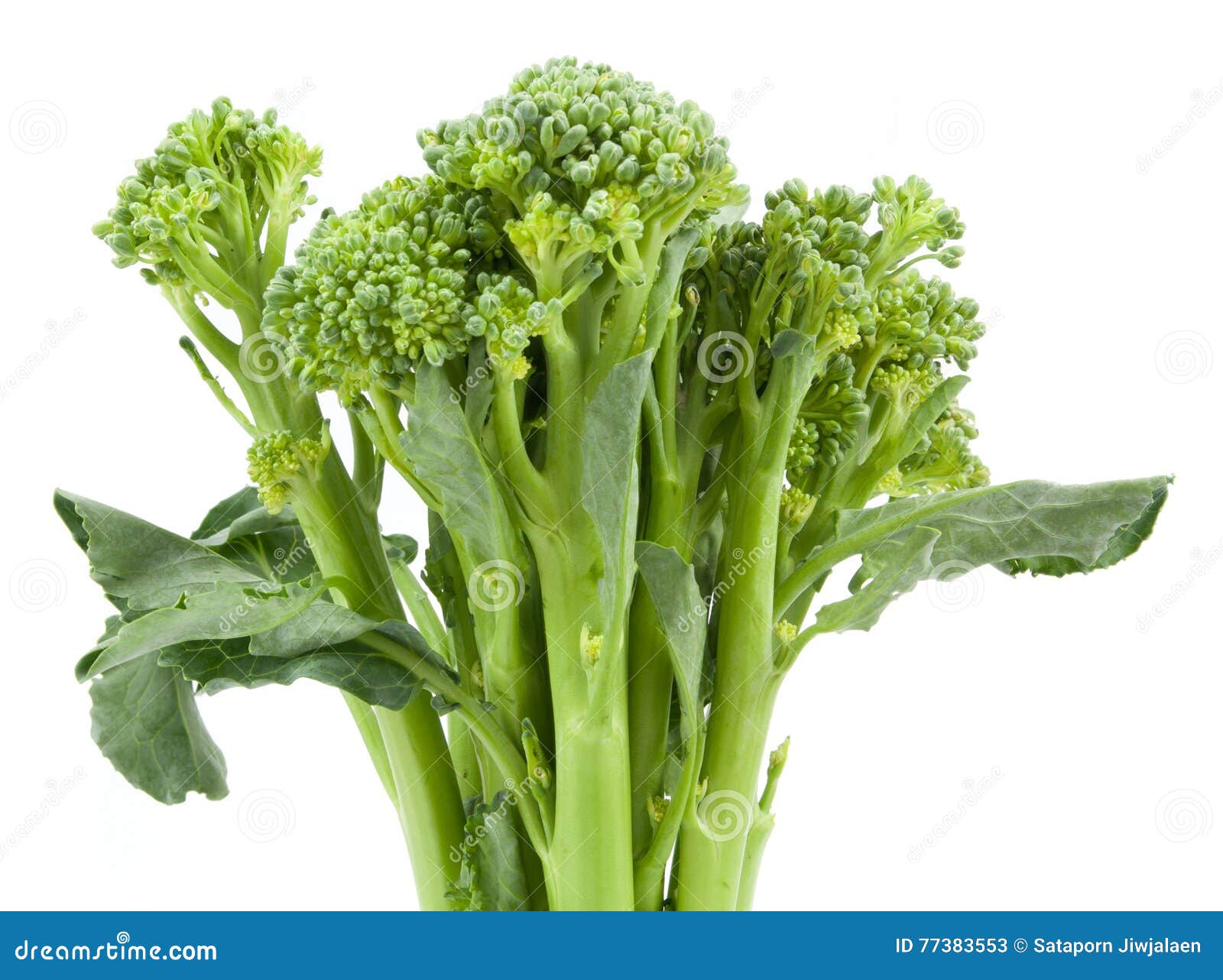 Broccolini Baby Broccoli Isolated Stock Image - Image of agriculture ...