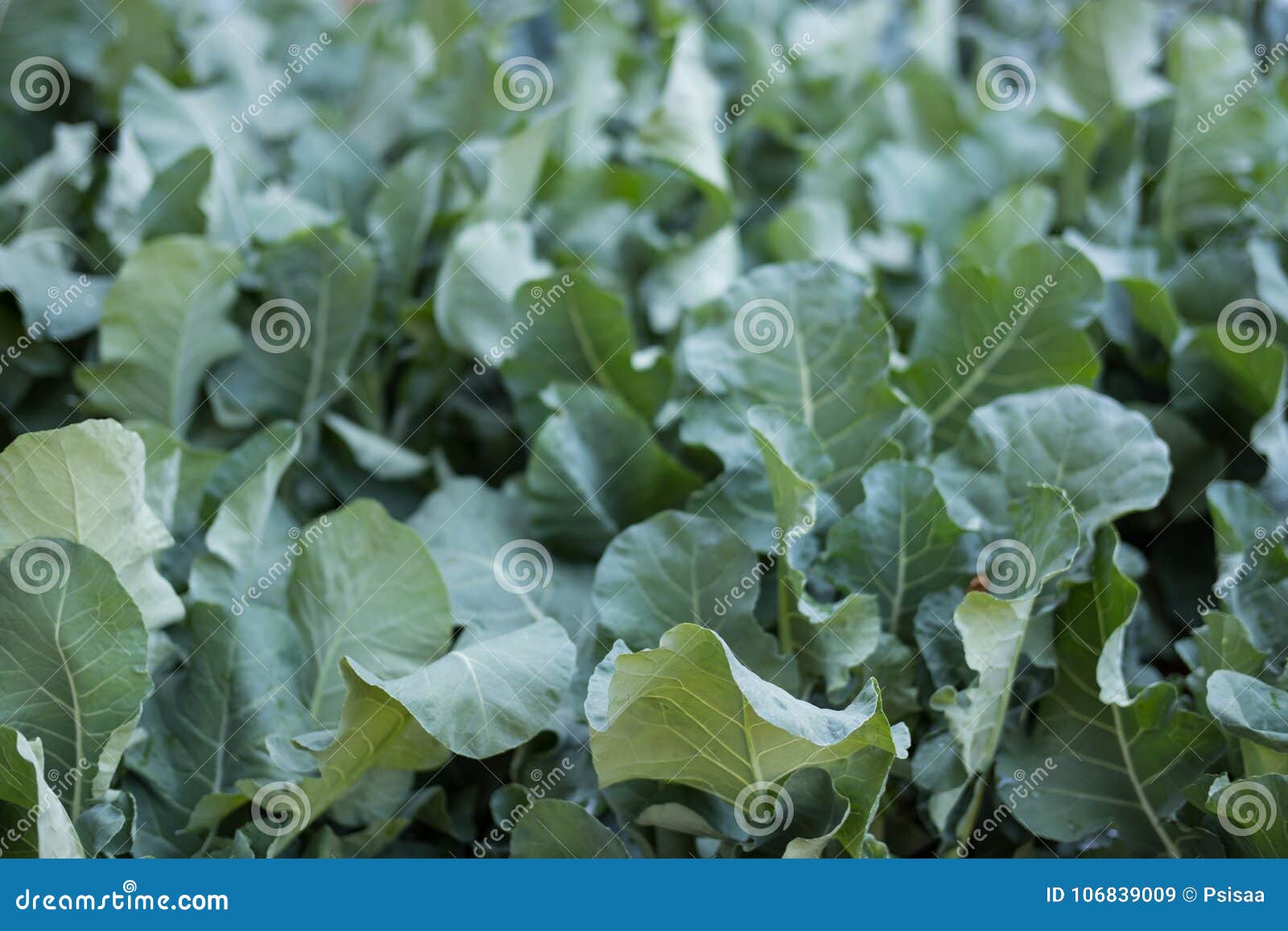 Broccolini Plant in Field. Broccoli Growing in Vegetable Garden. Stock ...