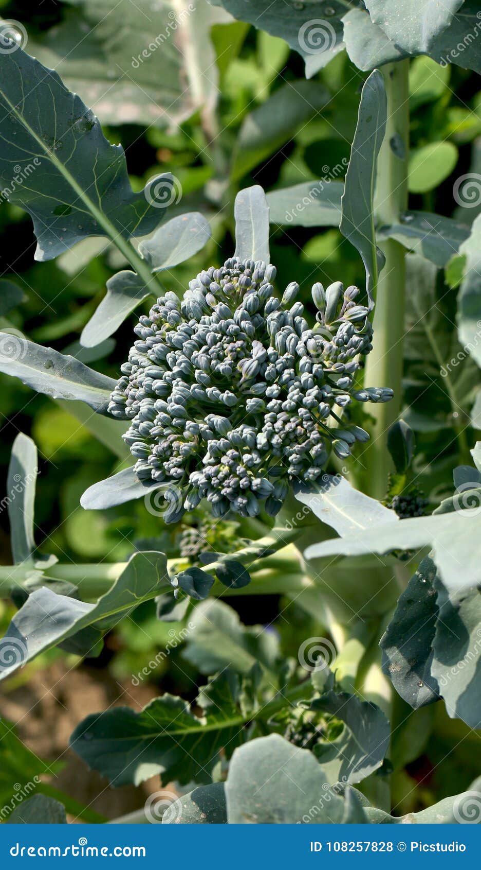 Broccolo fotografia stock. Immagine di broccolo, verde - 108257828