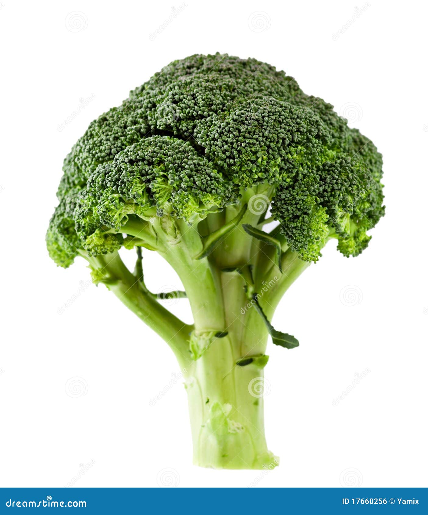 Broccolo fotografia stock. Immagine di broccolo, bevanda - 17660256