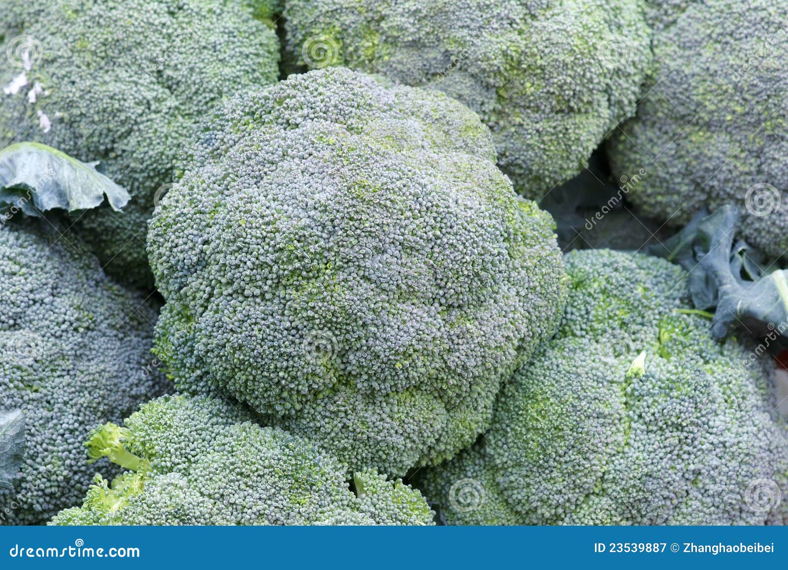 Broccolo immagine stock. Immagine di fresco, verdura - 23539887