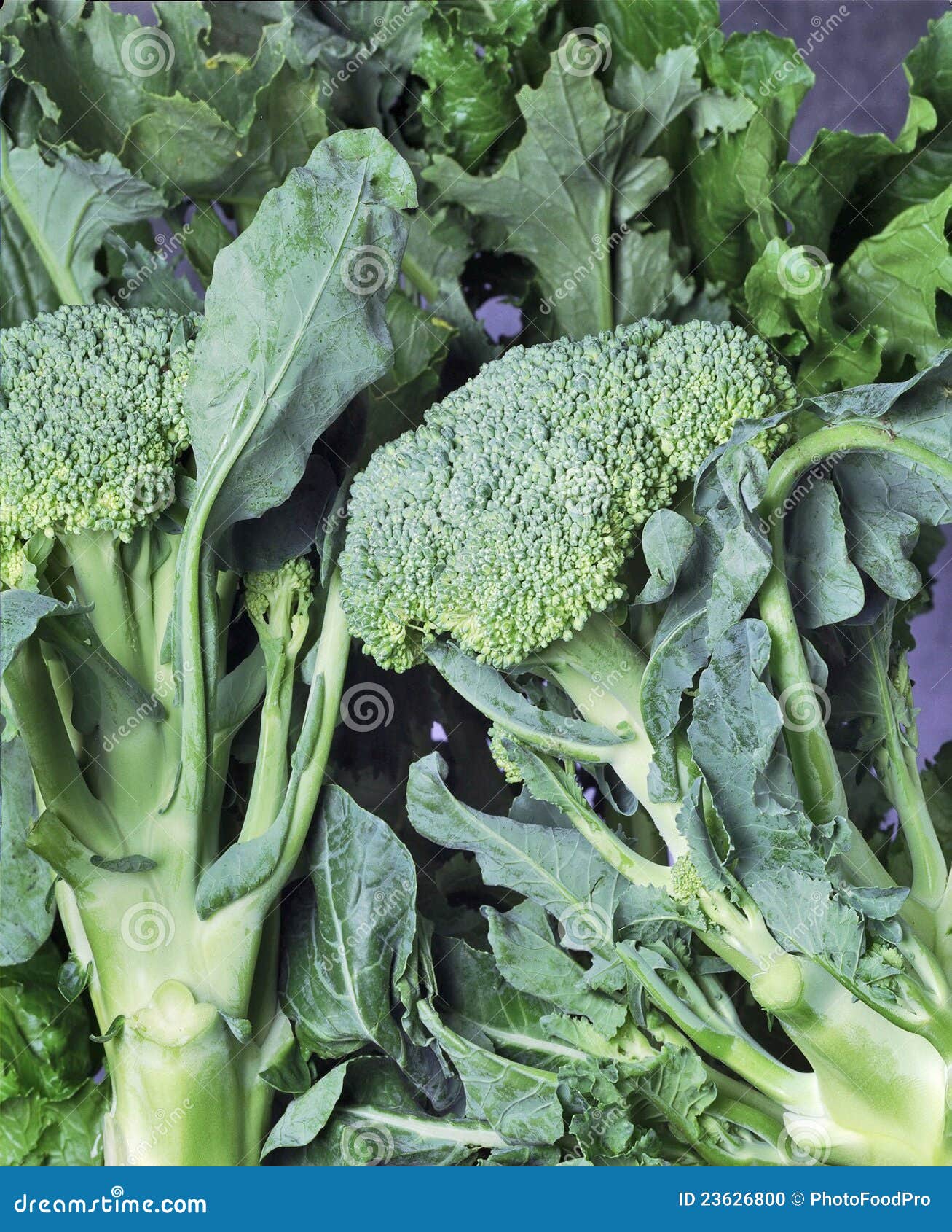 Broccolo stock foto. Image of voedsel, plantaardig, dieet - 23626800