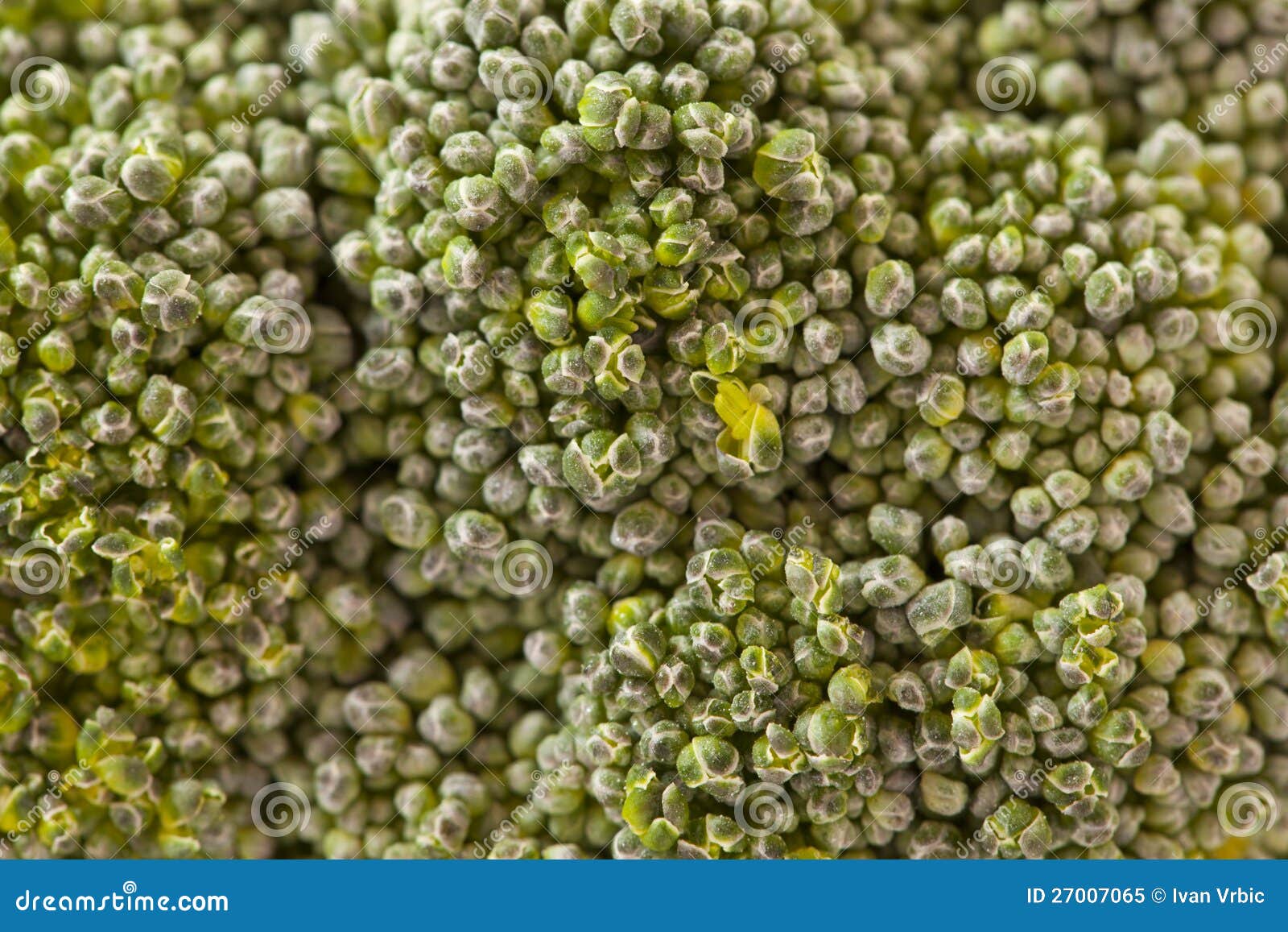 Broccolo immagine stock. Immagine di alimento, sano, piccolo - 27007065