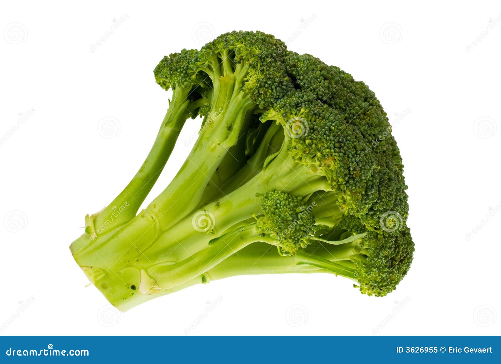 Broccolo fresco immagine stock. Immagine di sano, pasto - 3626955