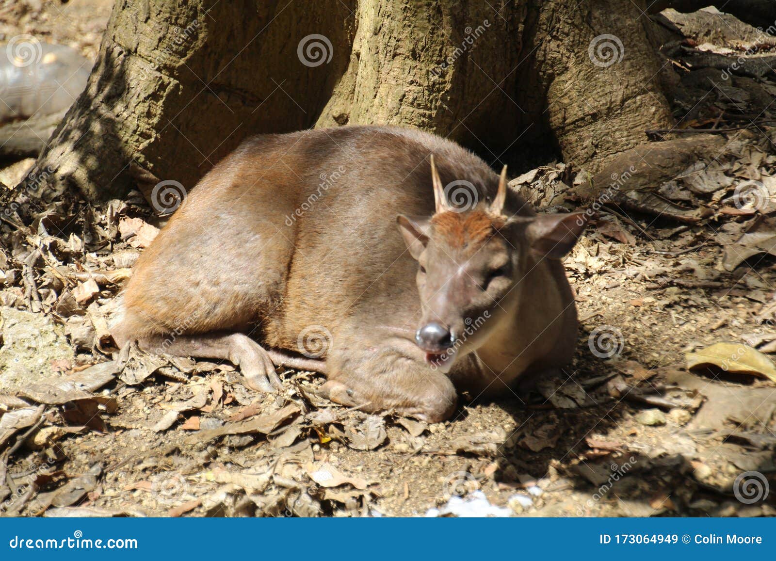 Brocket Deer stock image. Image of nature, cute, fauna - 173064949