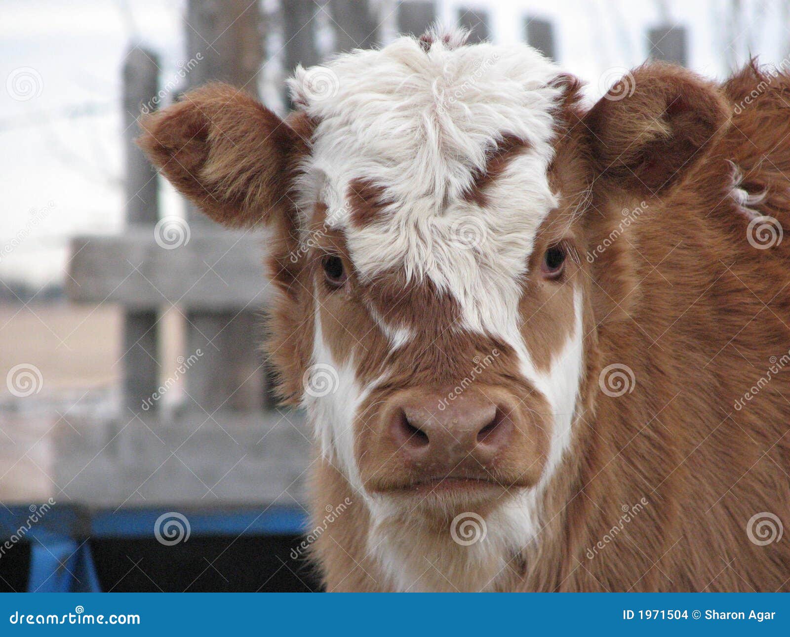 Brockle-faced Calf stock photo. Image of cattle, bull - 1971504