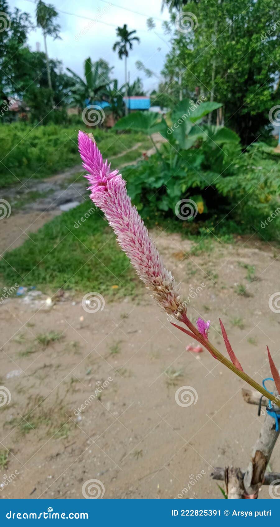 Brococo Plants from the Tropics Stock Image - Image of flower, brococo ...