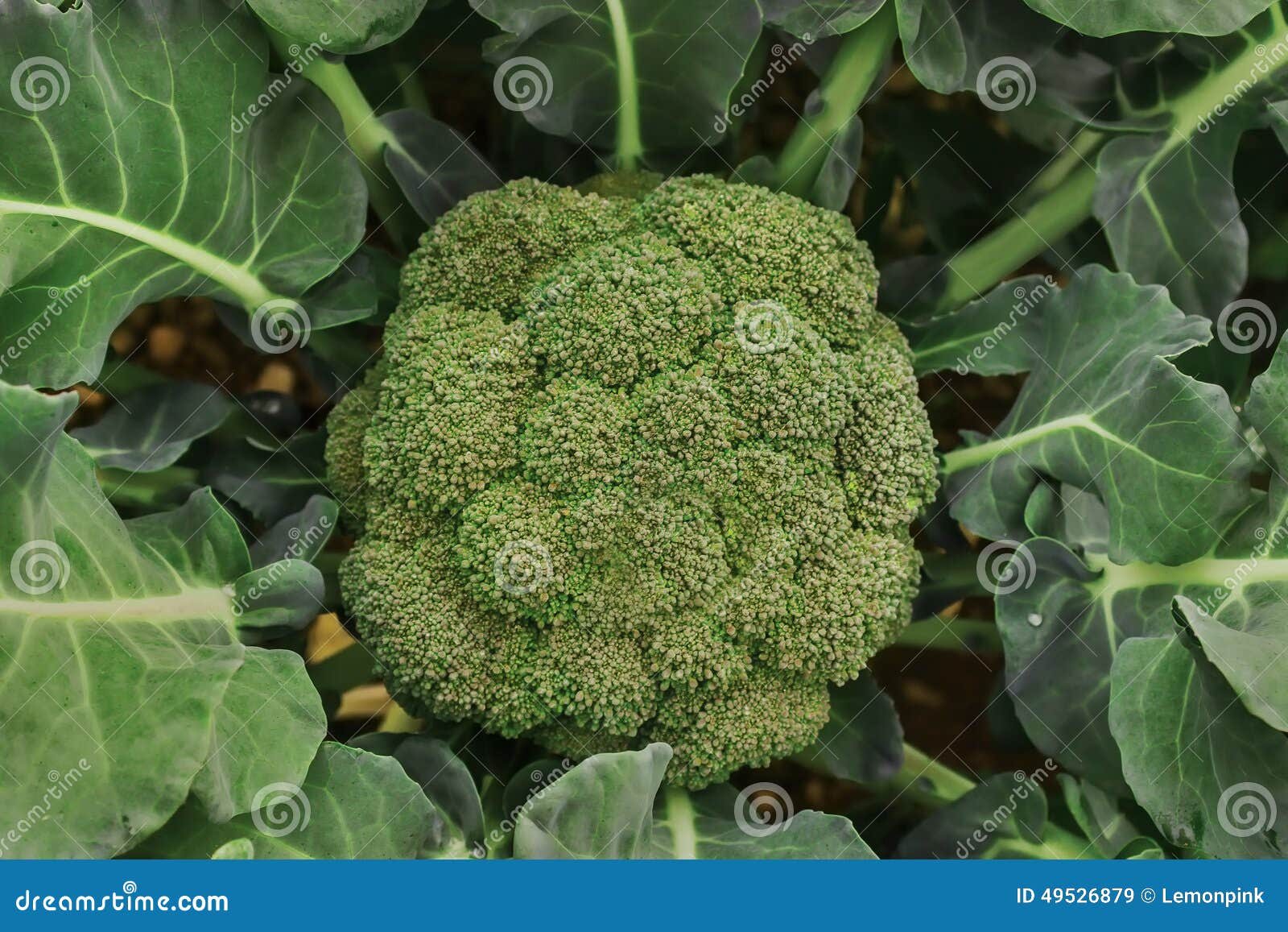 Brocoli stock image. Image of diet, lifestyle, nature - 49526879