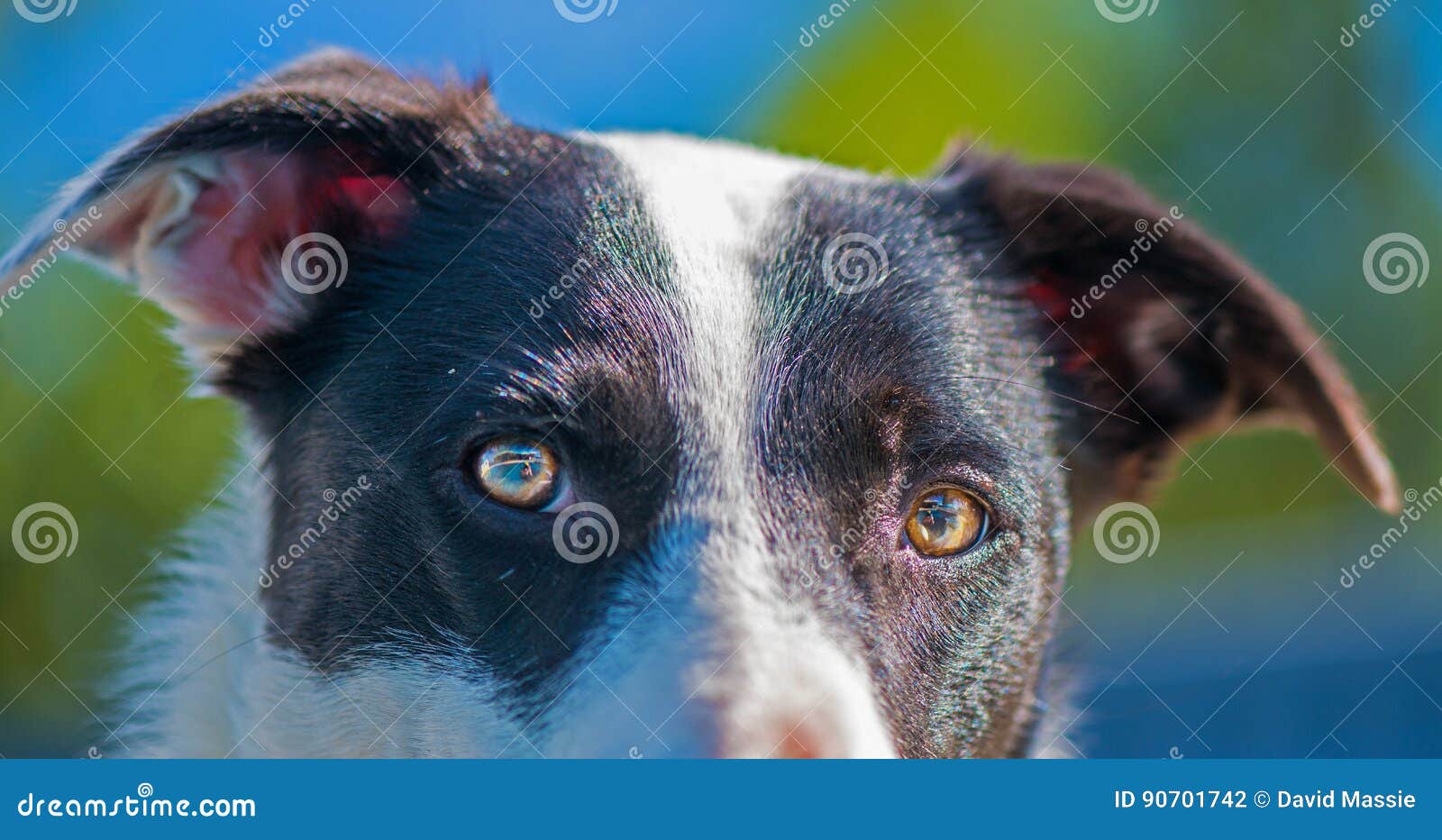 Broder Collie Eyes stock photo. Image of pensive, collie - 90701742