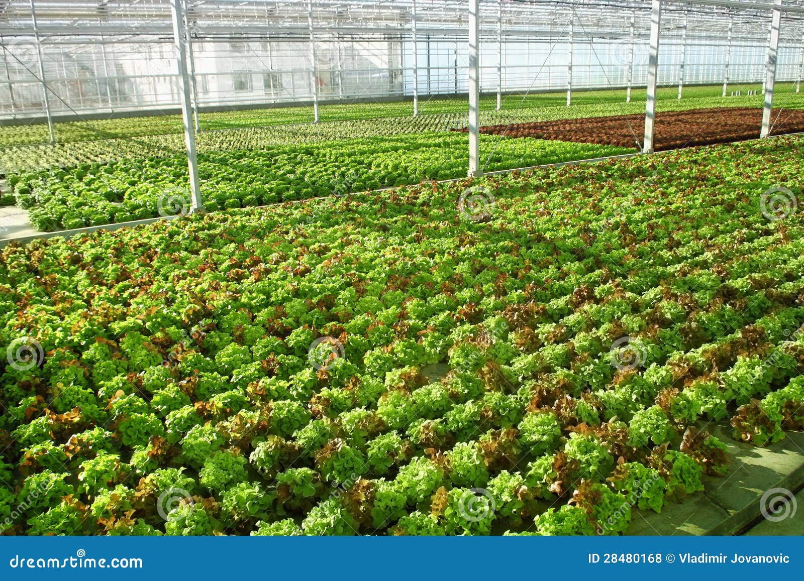 Broeikas stock foto. Image of botanisch, oogst, installatie - 28480168