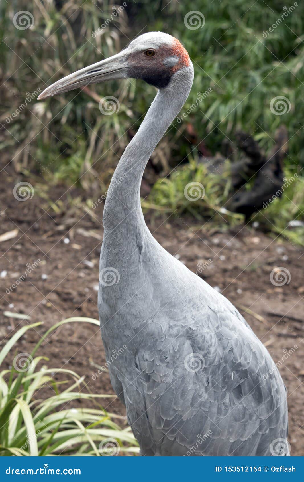 Brogla in a field stock photo. Image of crane, mantle - 153512164