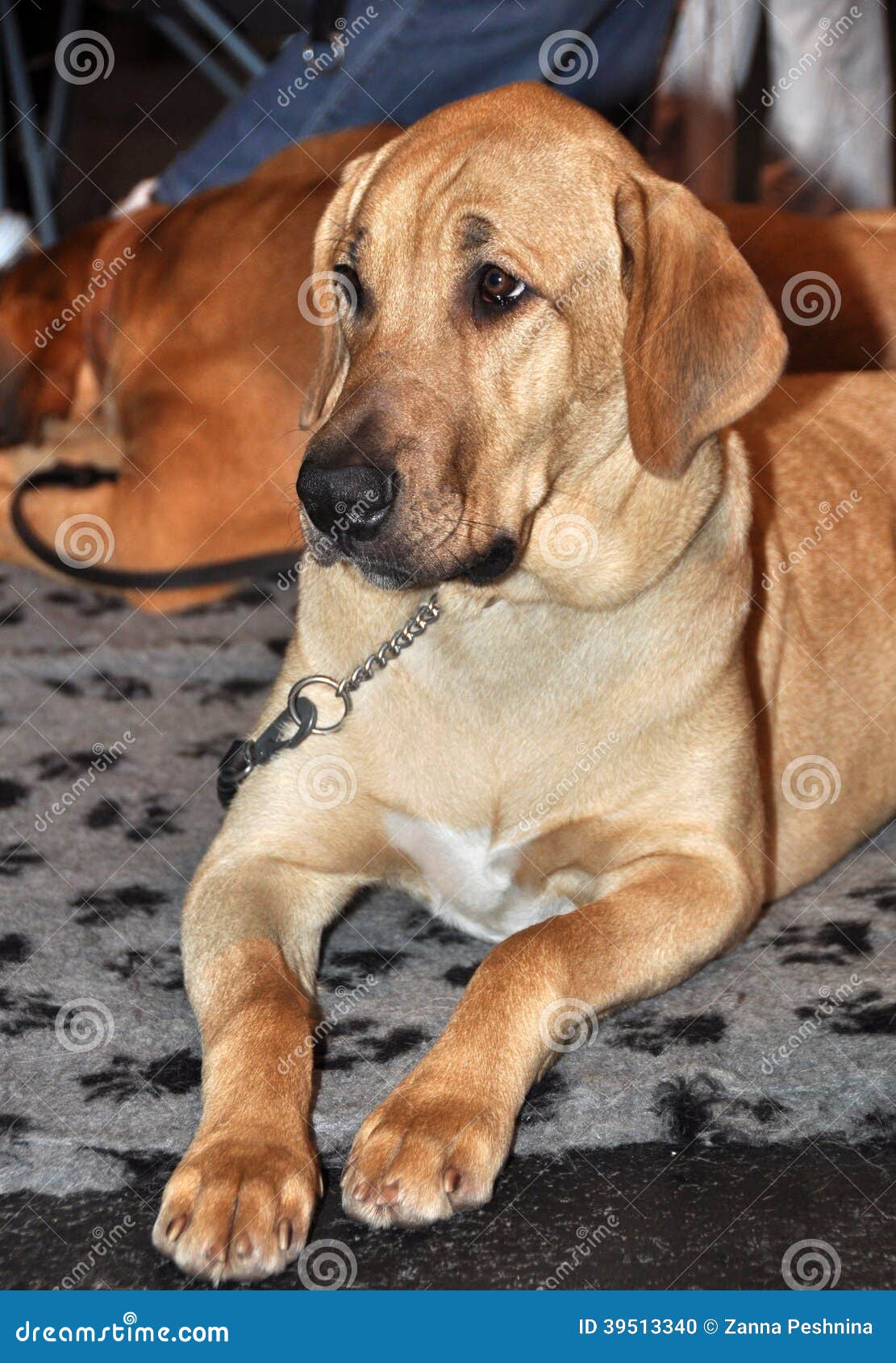 Broholmer, Cane Danese Del Mastino Fotografia Stock - Immagine di ...