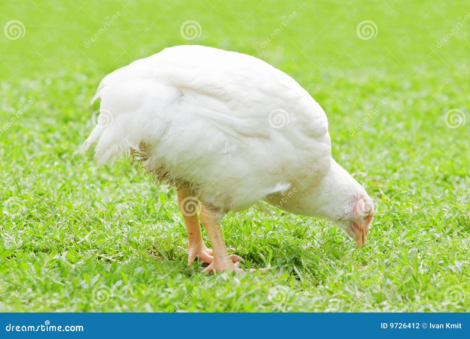 Broiler stock photo. Image of chicken, farm, coop, cockscomb - 9726412