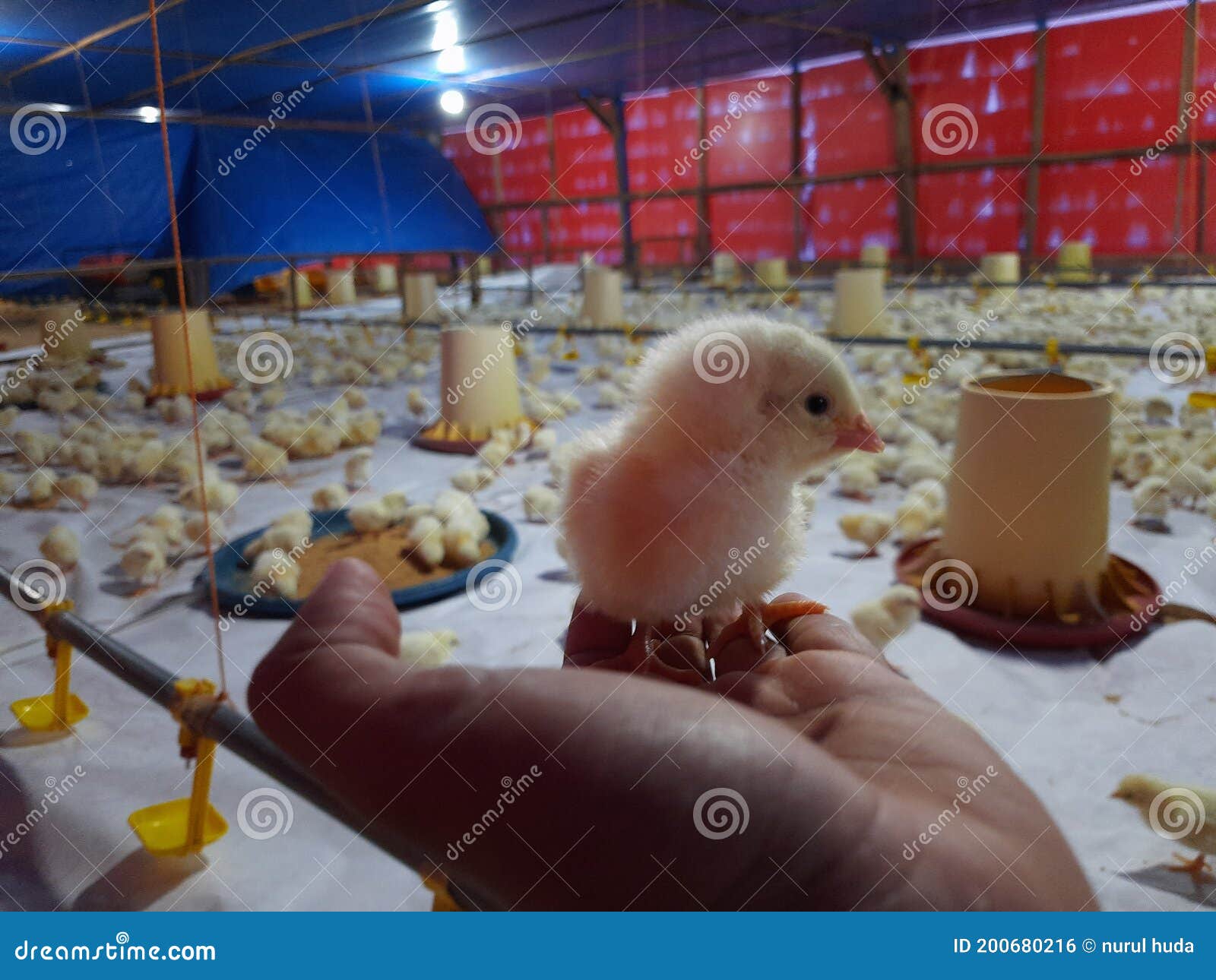 Broiler baby chick stock photo. Image of broiler, animal - 200680216