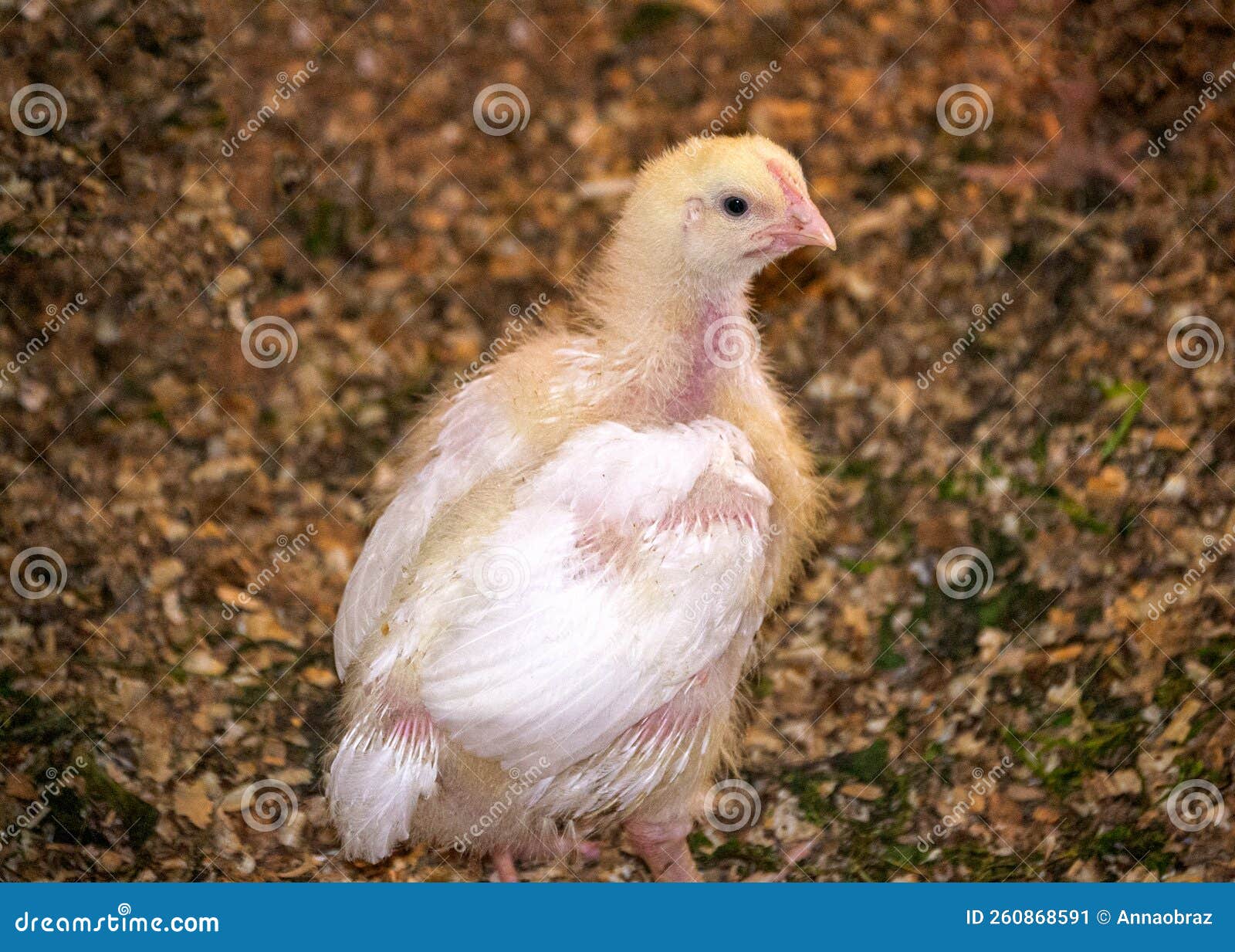 Broiler Chick in a Barn in a Village in Summer. Stock Image - Image of ...