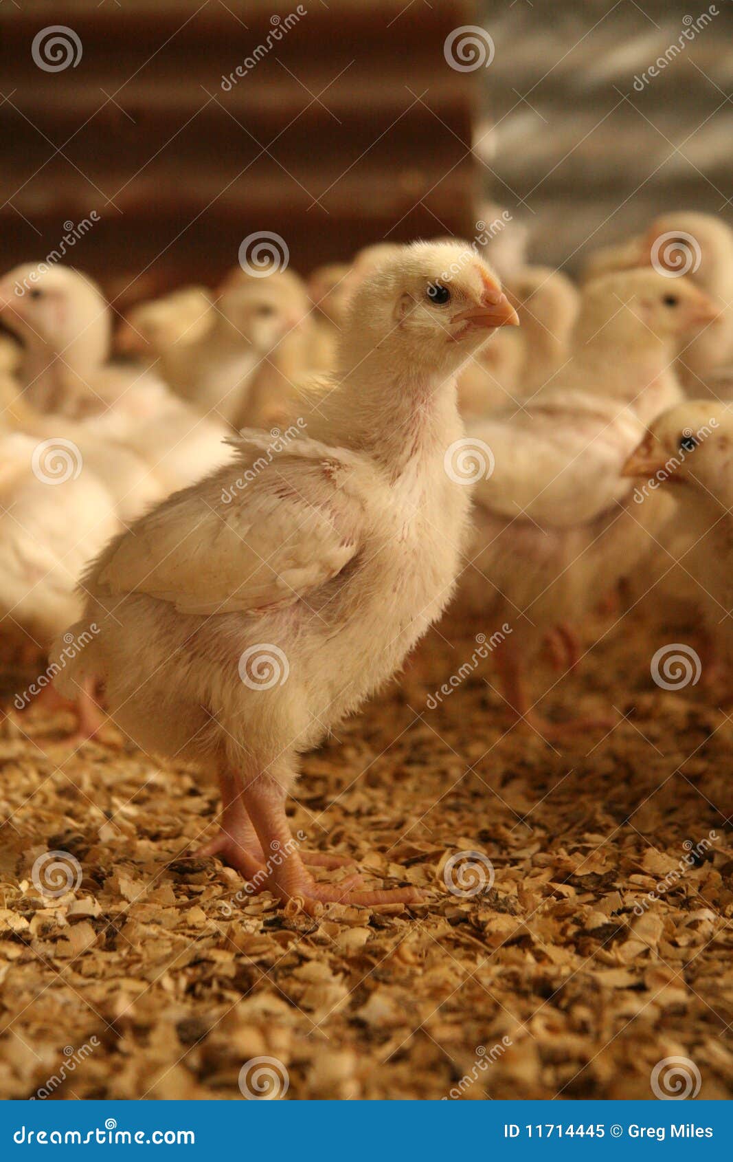 Broiler chicken stock image. Image of lovely, chick, life - 11714445