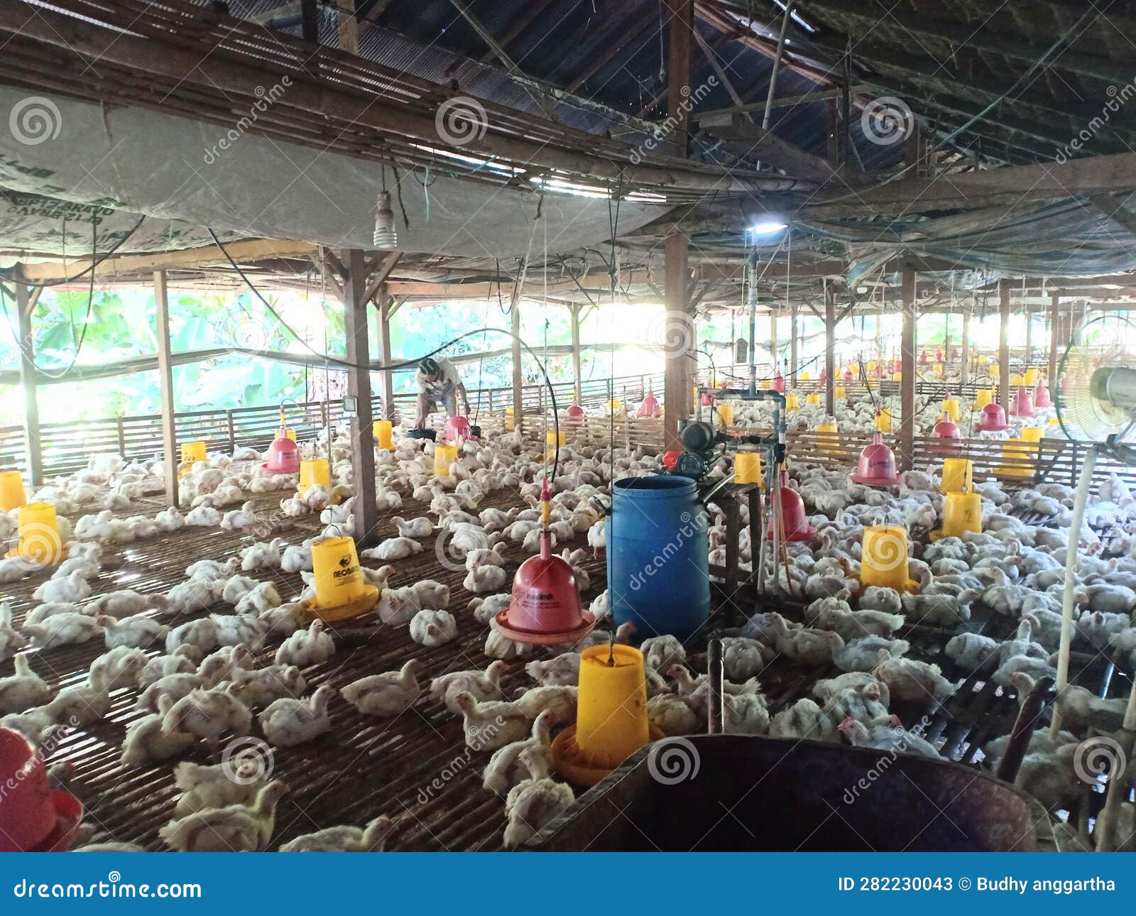 Broiler Chicken Business with Open Cage Manually Stock Image - Image of ...