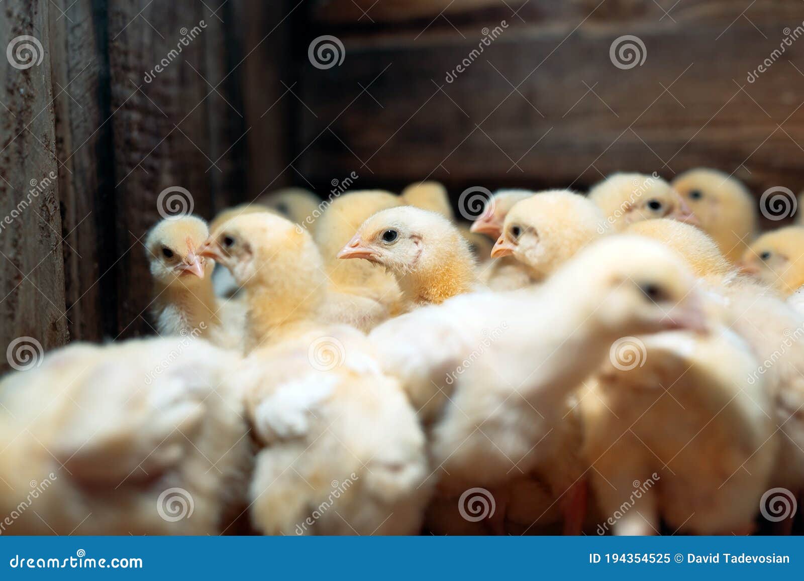 Broiler Chicken Chicks at the Poultry Farm. Stock Image - Image of ...
