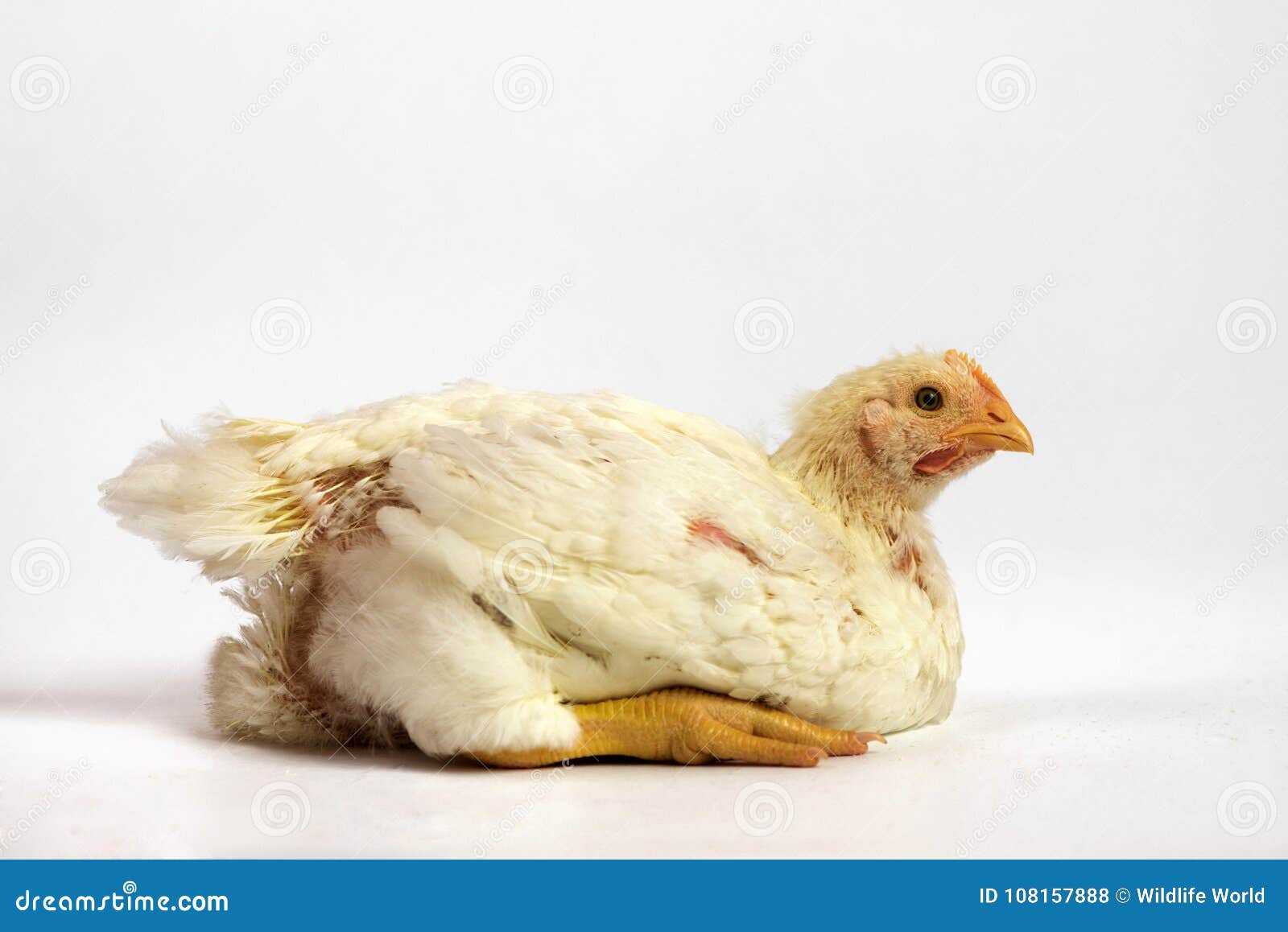 Broiler Chicken 30 Days Old on White. Stock Photo - Image of chickens ...