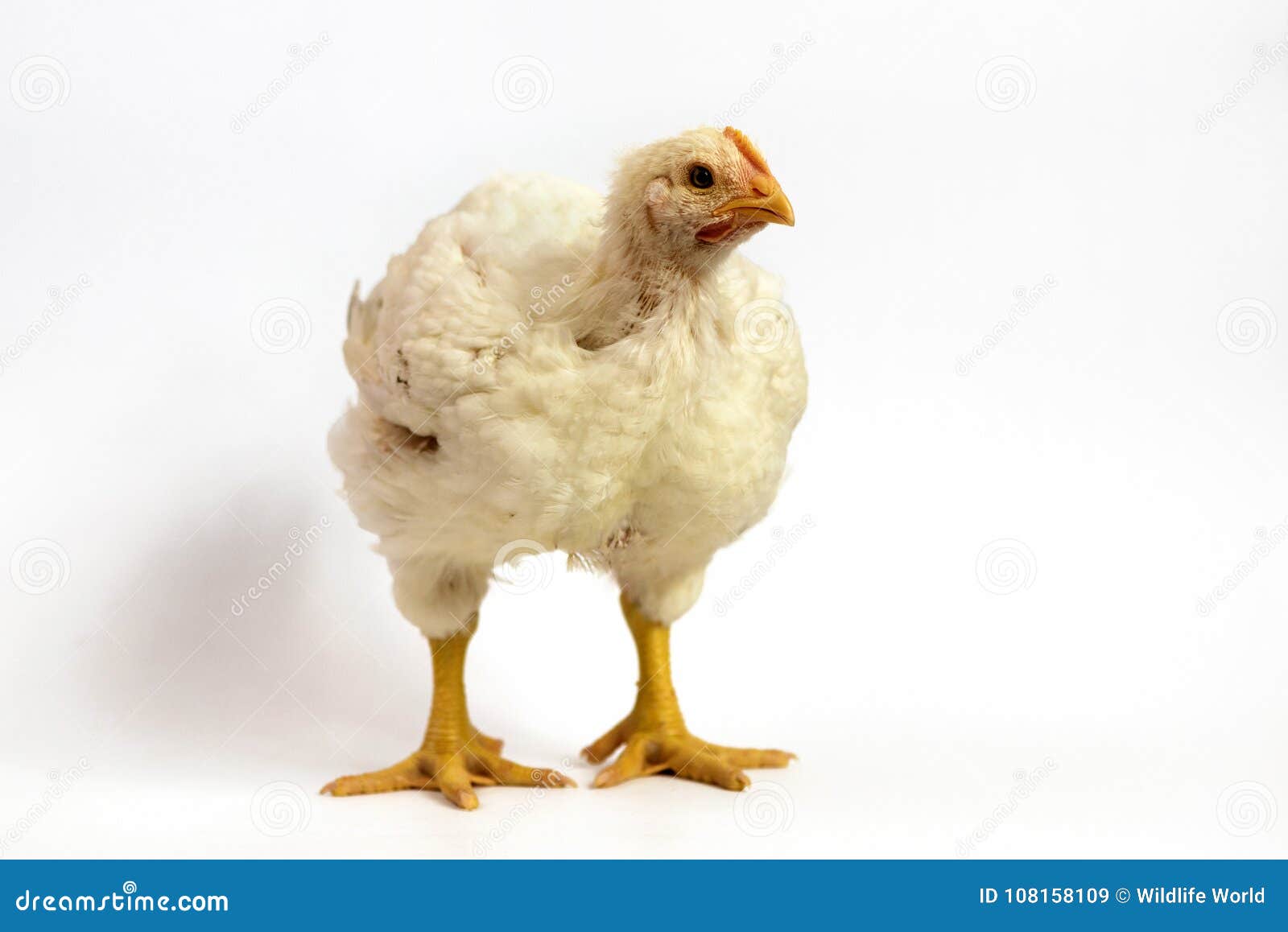 Broiler Chicken 30 Days Old Isolated On White. Stock Photo ...