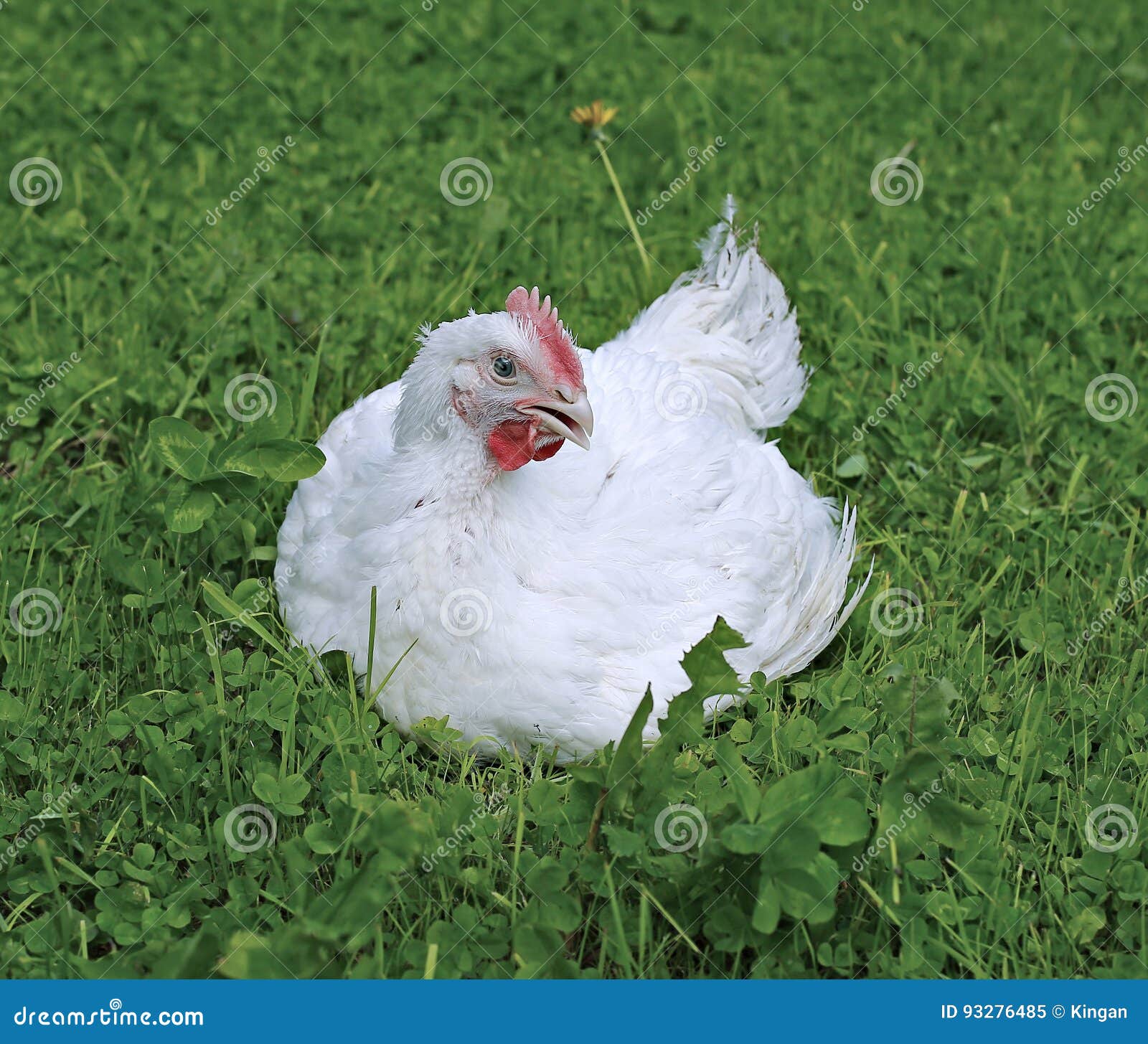 Broiler Chicken on a Green Lawn Stock Image - Image of animal, cute ...