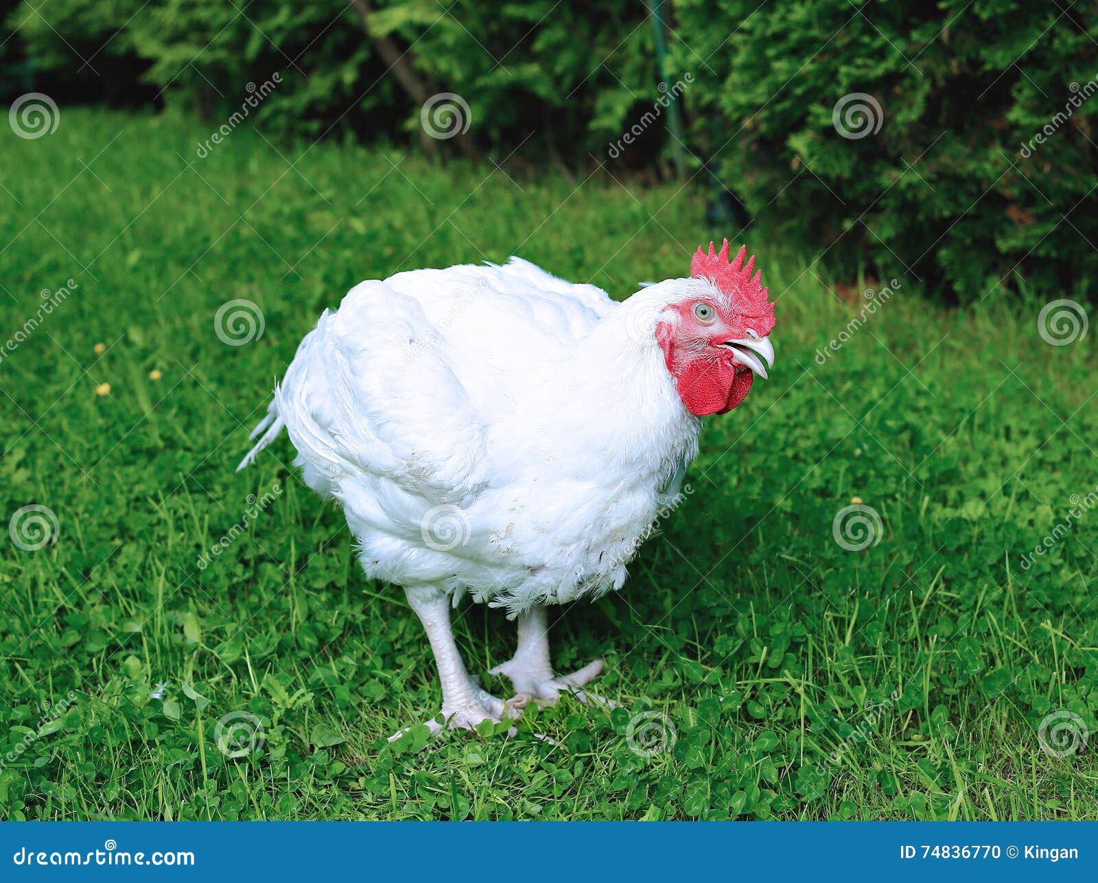 Broiler Chicken Walks on a Lawn Stock Photo - Image of fluffy, cute ...
