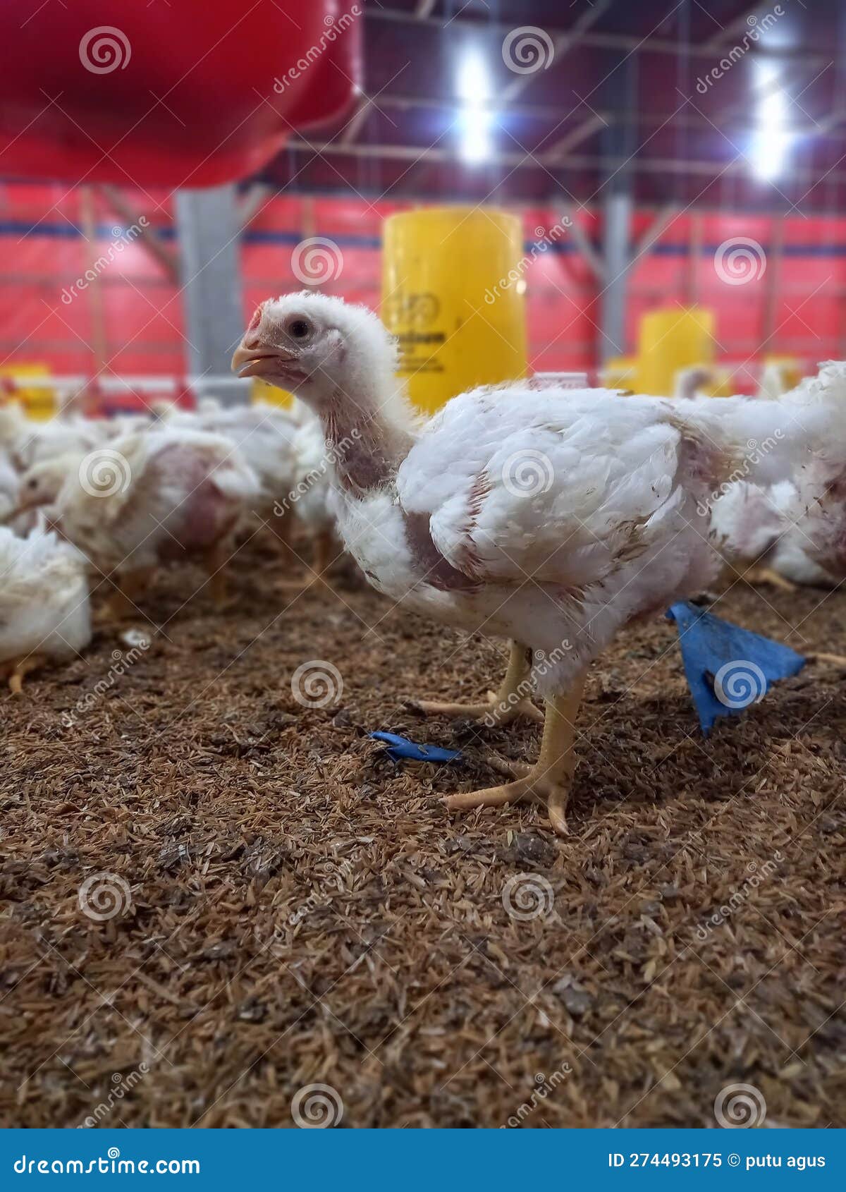 Broiler Chickens 20 Days Old Stock Image - Image of chickens, olds ...