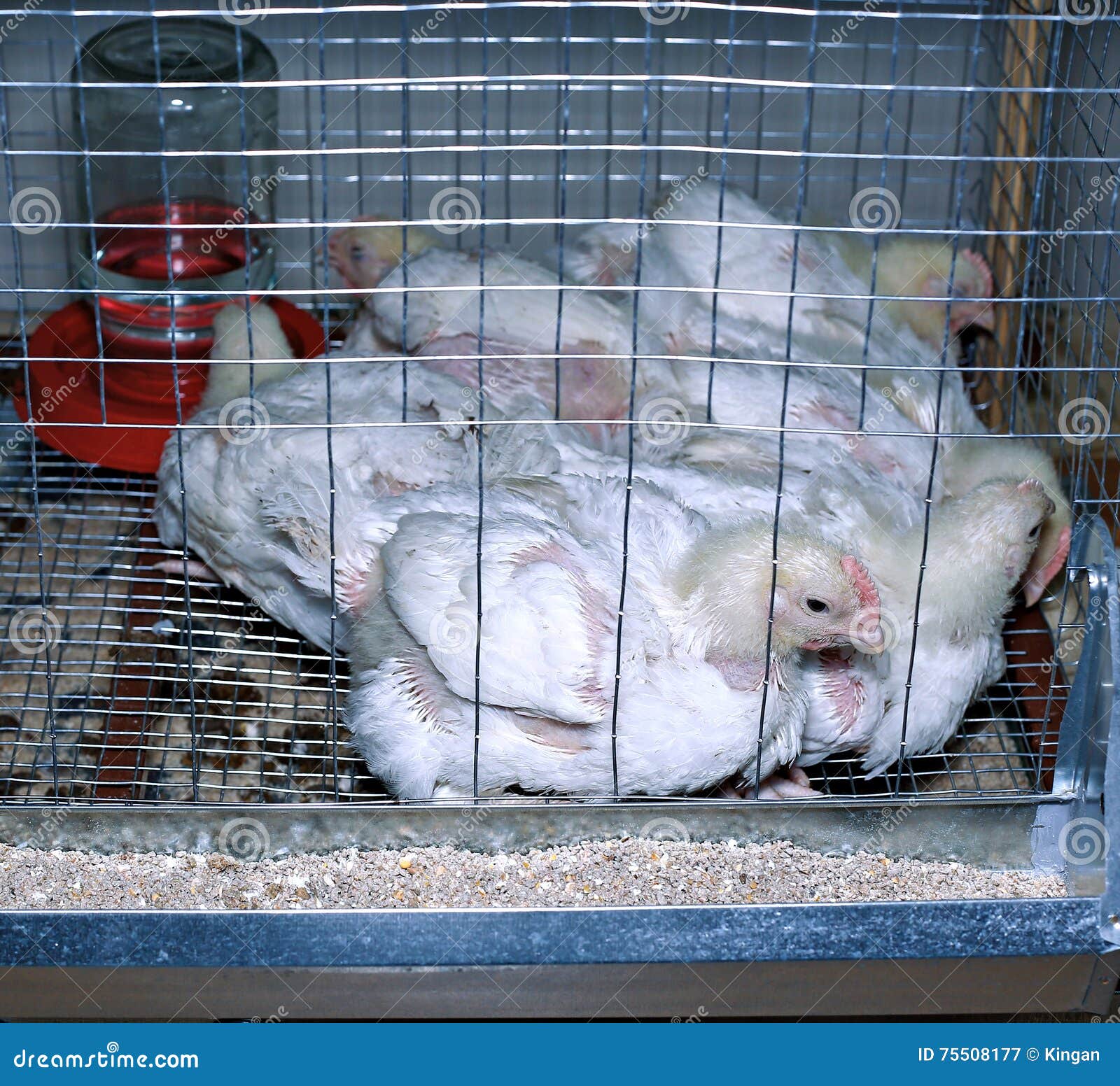 Broiler Chickens Eating Combined Feed in the Cage Stock Image - Image ...