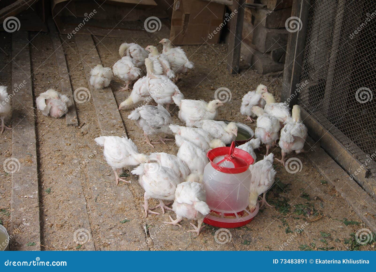 Broiler Chickens in the Henhouse Eat Stock Image - Image of bird, house ...