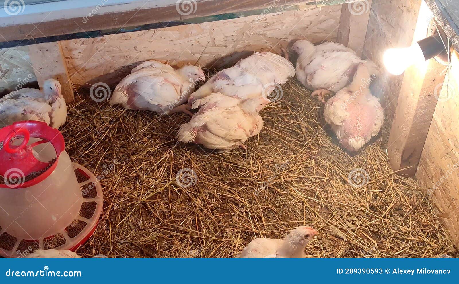 Broiler Chickens in a Paddock on the Farm Stock Video - Video of ...