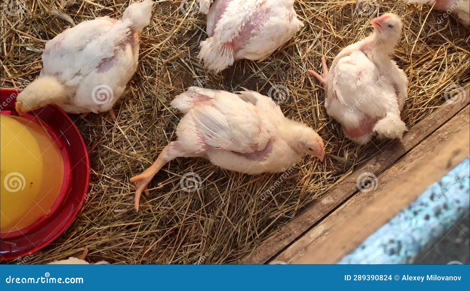 Broiler Chickens in a Paddock on the Farm, 4K Video Stock Footage ...