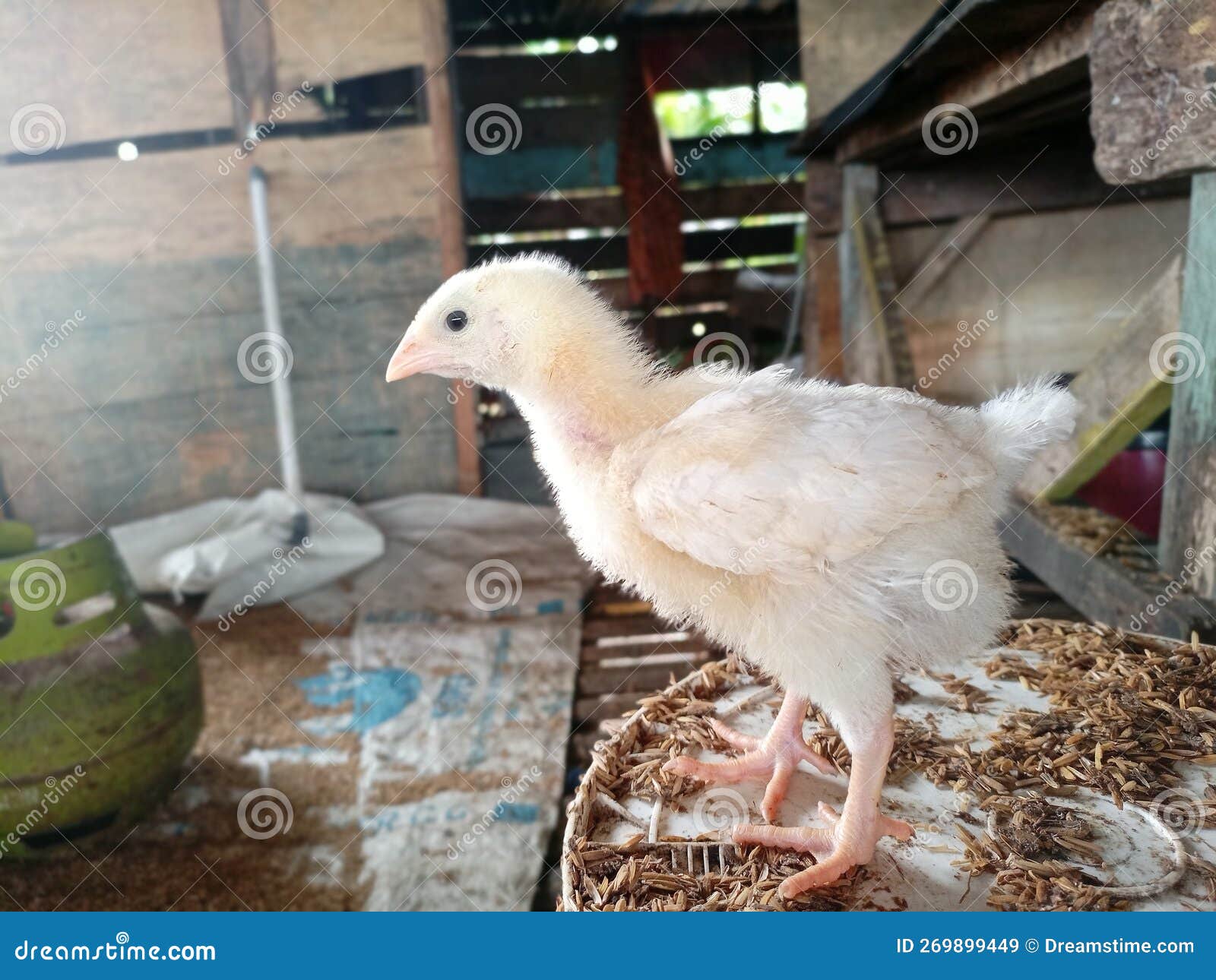 Broiler chicks stock image. Image of broiler, chiken - 269899449