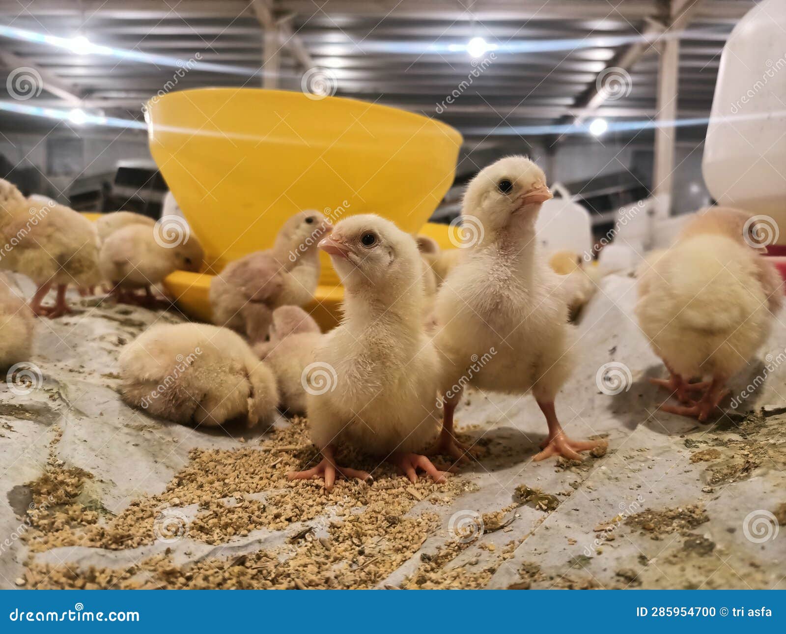 Broiler Chicks that are only Two Days Old Stock Photo - Image of chicks ...