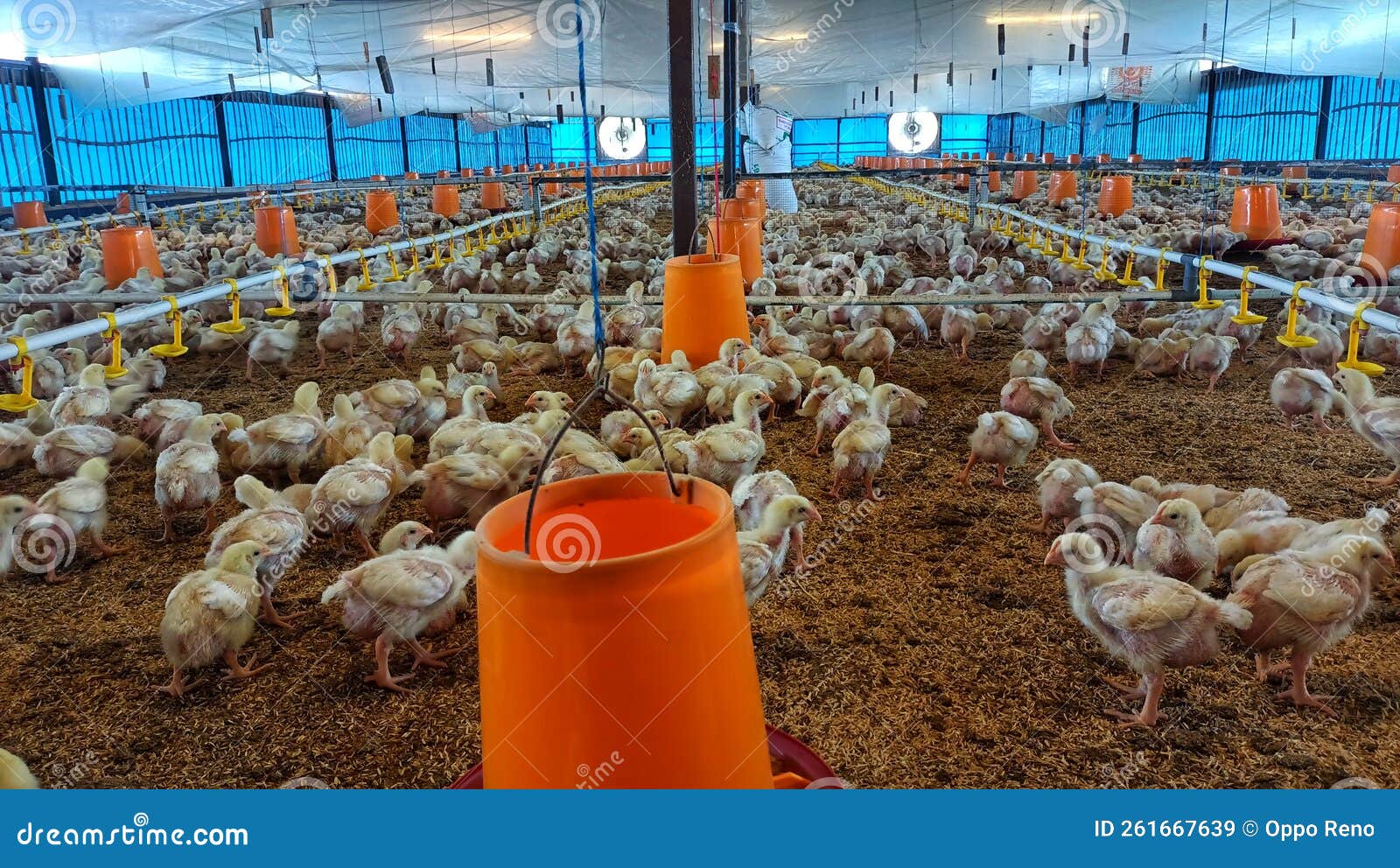 Broiler stock image. Image of years, coop, chickens - 261667639