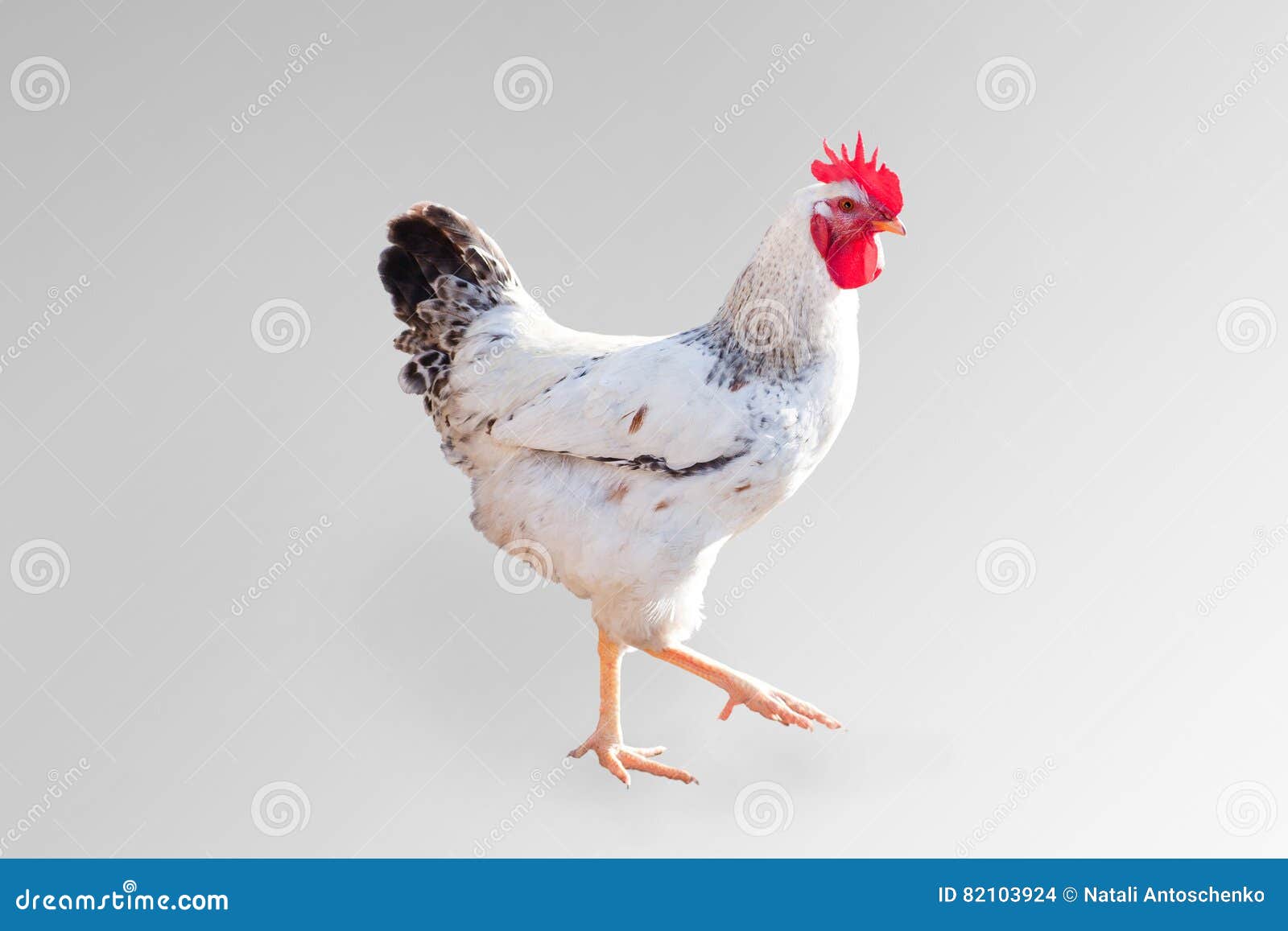 Broiler rooster . stock photo. Image of summer, bird - 82103924