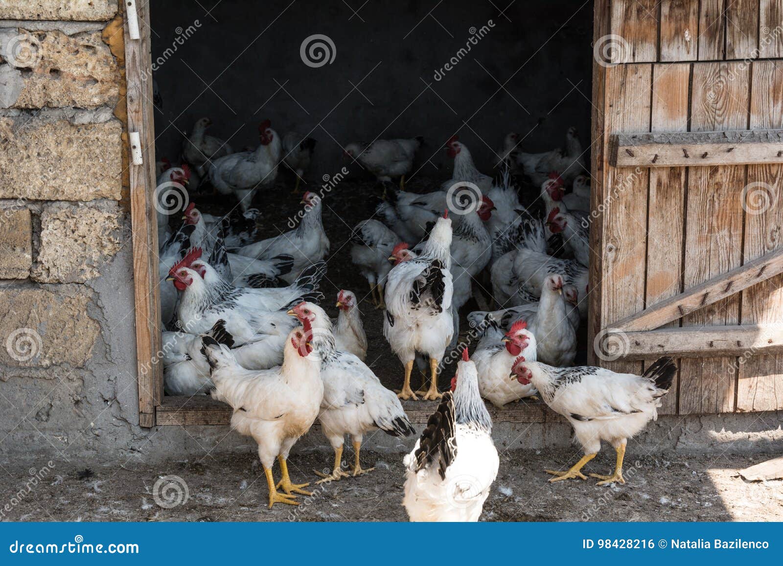 Broilers, rural photo stock photo. Image of poultry, coop - 98428216