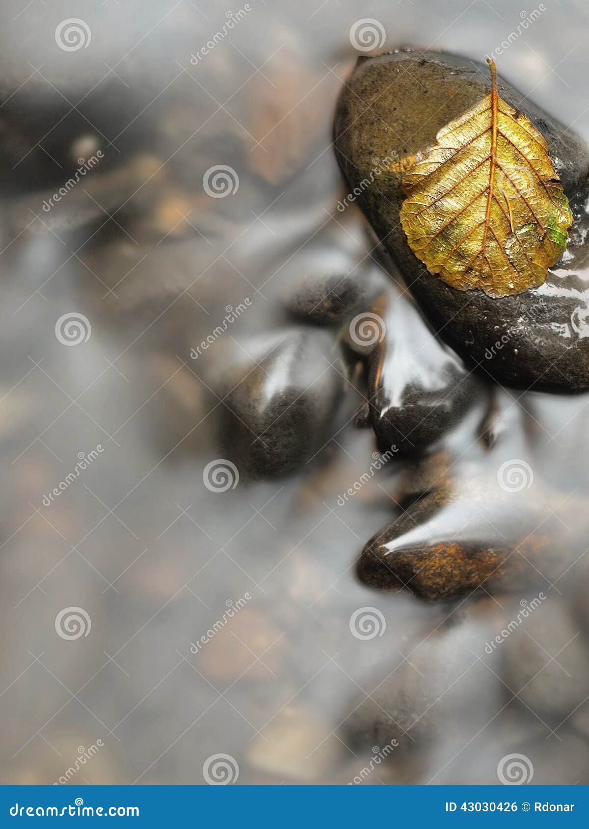 Broken Alder Leaf on Basalt Stone in Water of Mountain River, First ...
