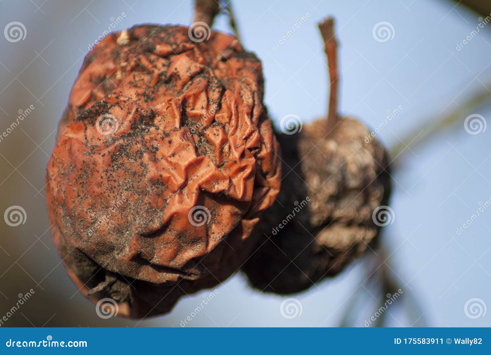 Broken Apple Tree Stock Photo | CartoonDealer.com #44111028