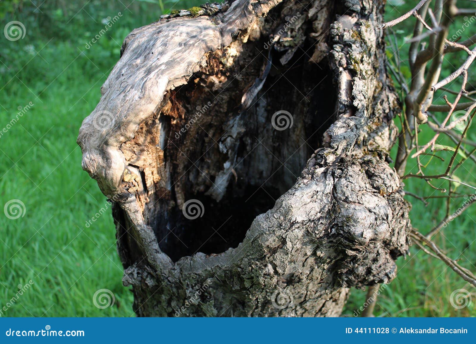 Broken Apple Tree stock photo. Image of cactus, beautiful - 44111028